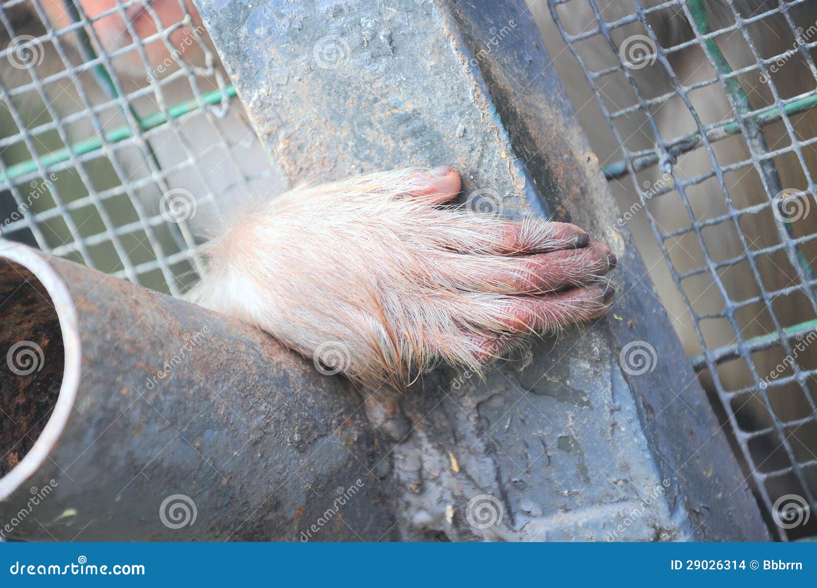 Hand of a monkey stock photo. Image of environment, closeup - 29026314