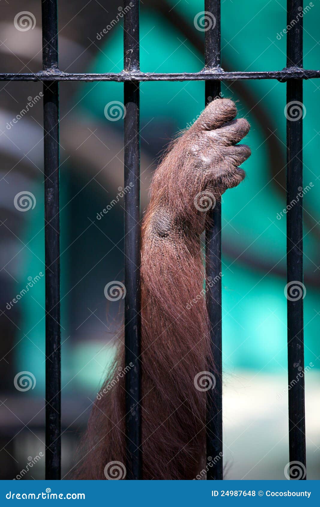 Hand monkey in a cage stock photo. Image of catch, hairy - 24987648