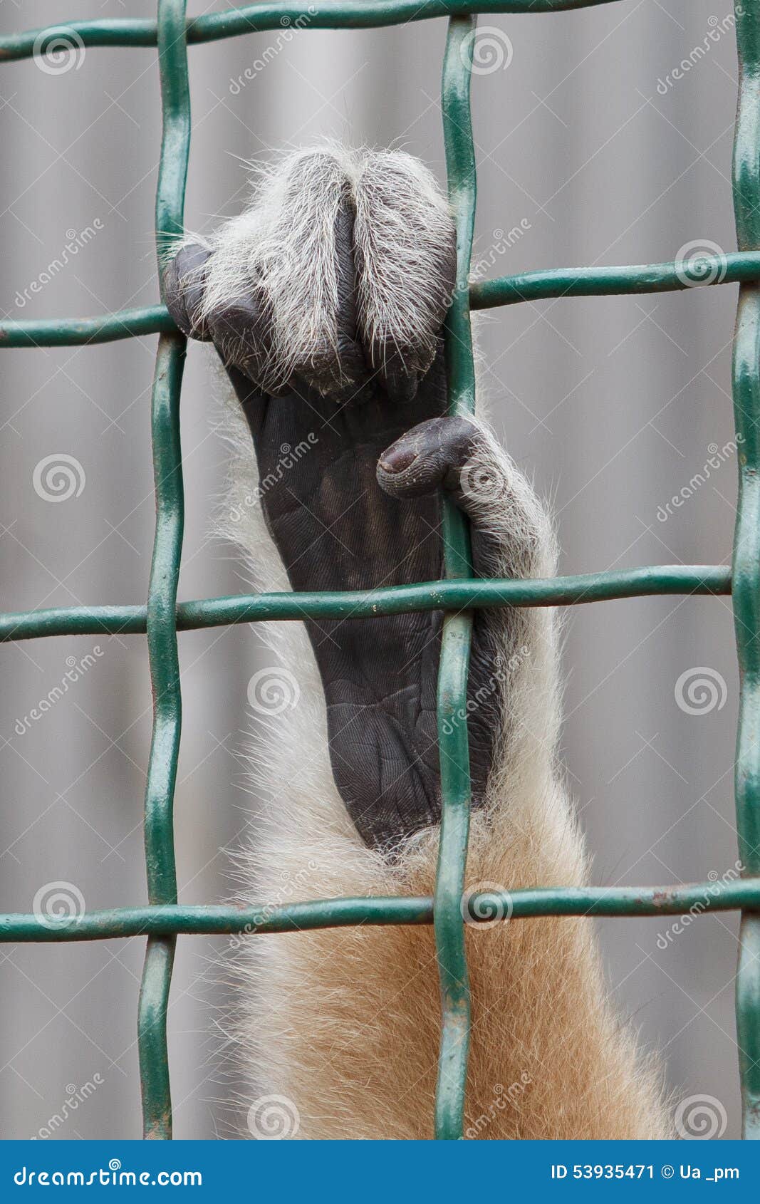 Hand monkey stock image. Image of bars, prison, independence - 53935471