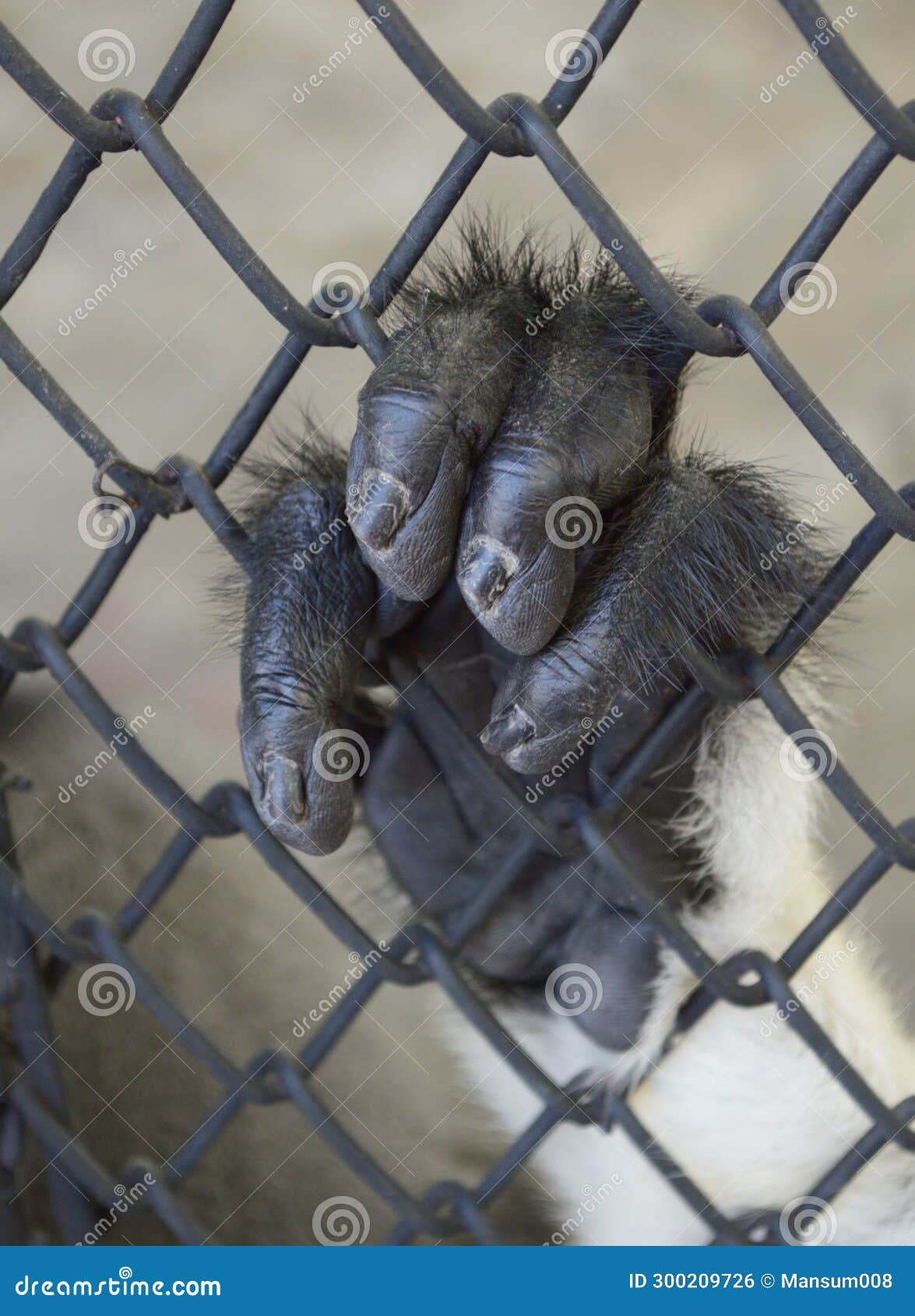 Hand of Monkey in Cage. the Illegal Wildlife Trade Problem Stock Photo ...