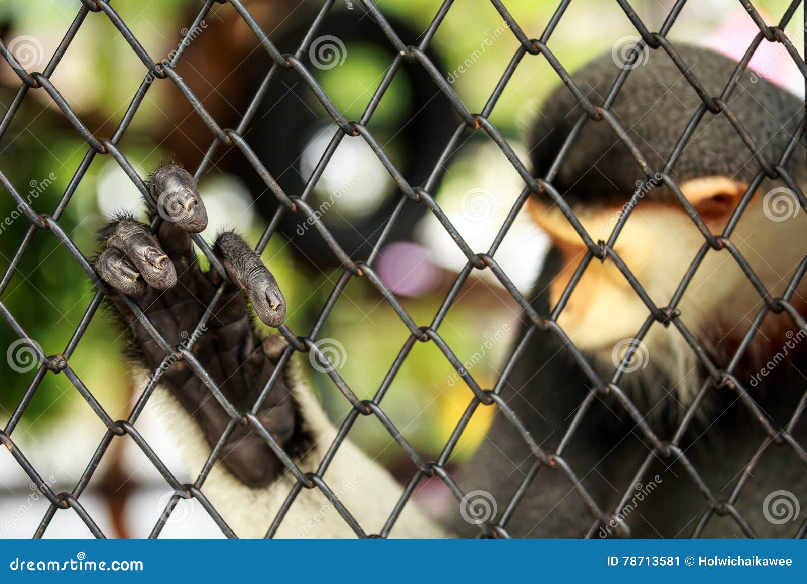 Hand of monkey stock image. Image of captive, detention - 78713581