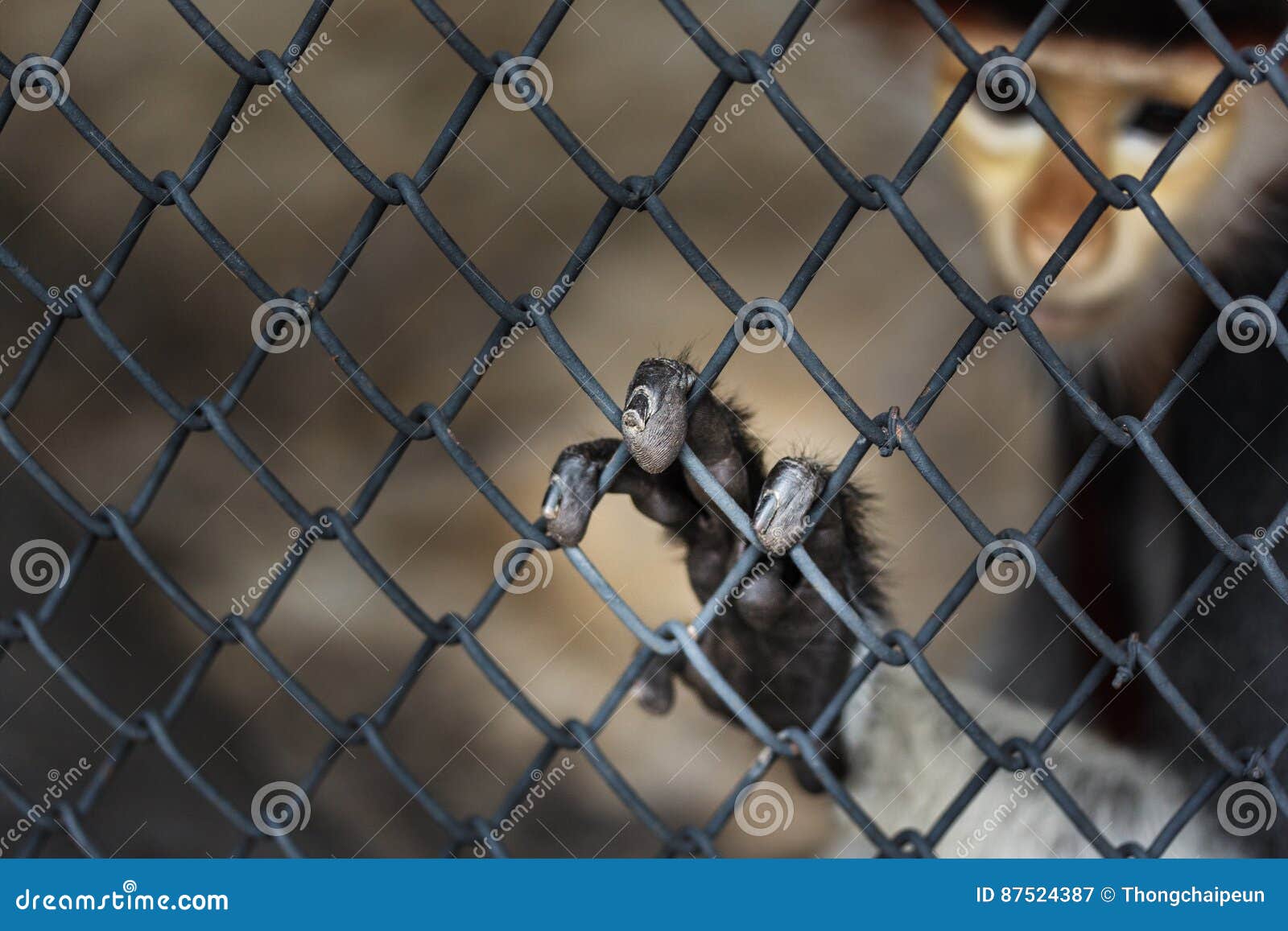 HAND of a MONKEY stock image. Image of chimpanzee, hair - 87524387