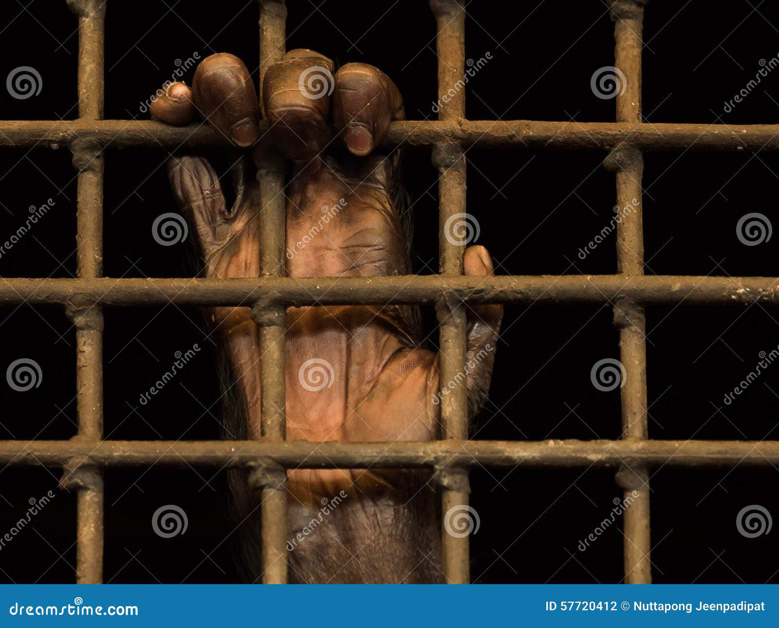 Hand(monkey) in jail stock photo. Image of prison, iron - 57720412
