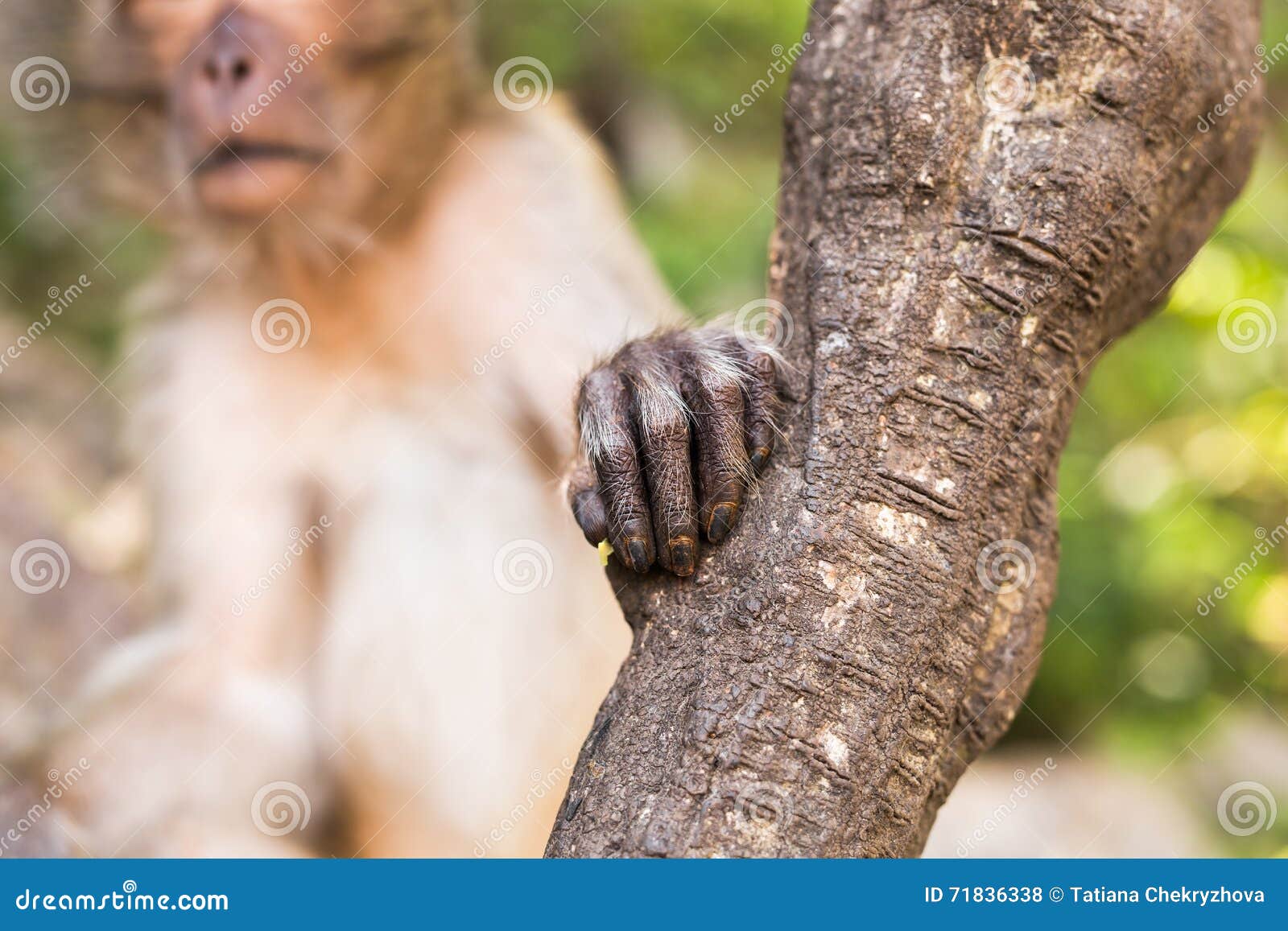 Hand of monkey stock photo. Image of black, animal, creature - 71836338