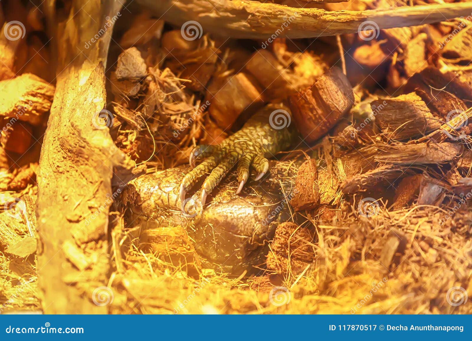 Hand of Monkey-tailed Skink Stock Image - Image of nature, blue: 117870517