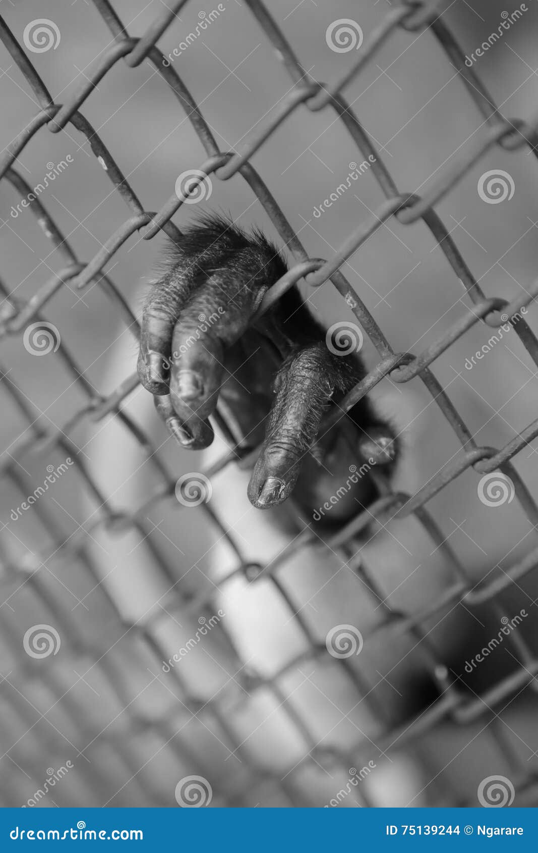 Hand of Monkey Touch the Cage Stock Photo - Image of monkey, douc: 75139244
