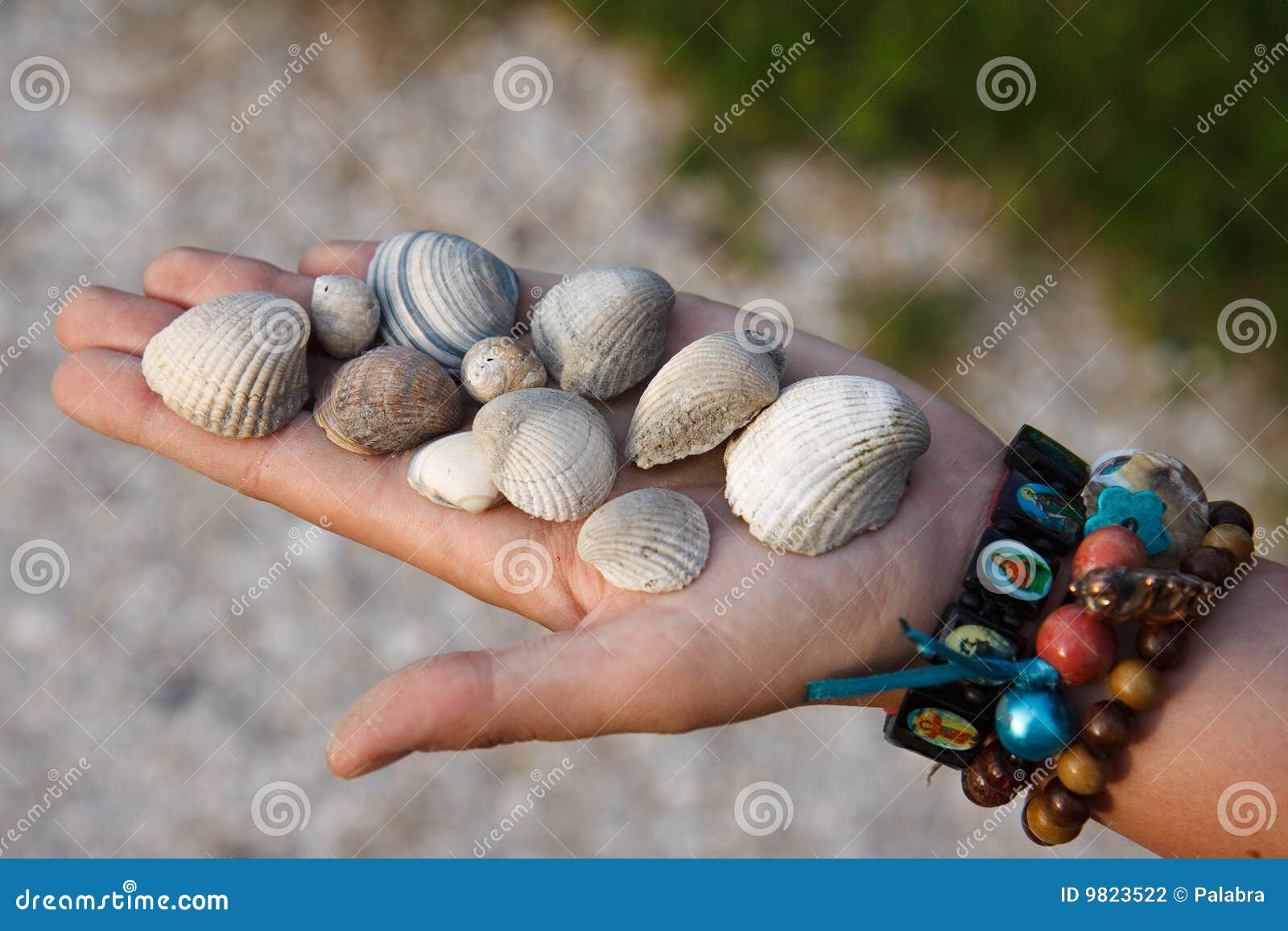 Hand with more shells stock photo. Image of shell, snail - 9823522