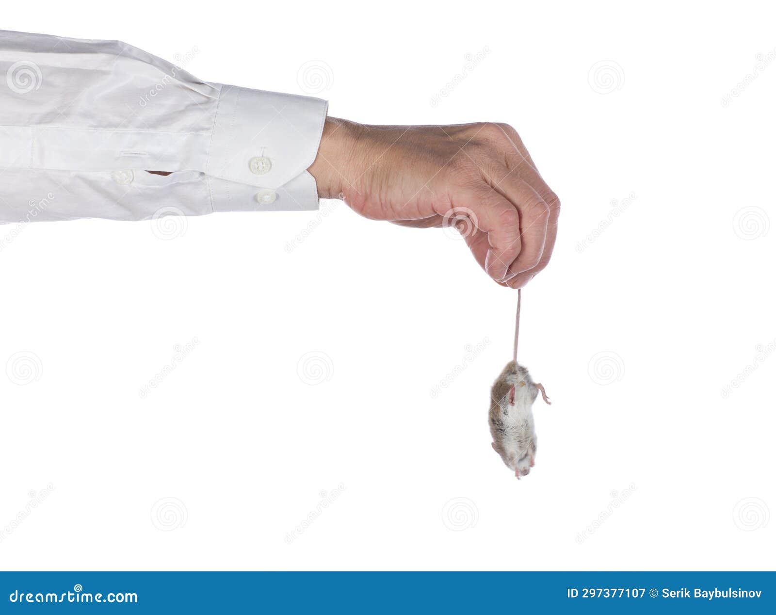 Mouse Tail Flower Plant Green Background Stock Photography ...