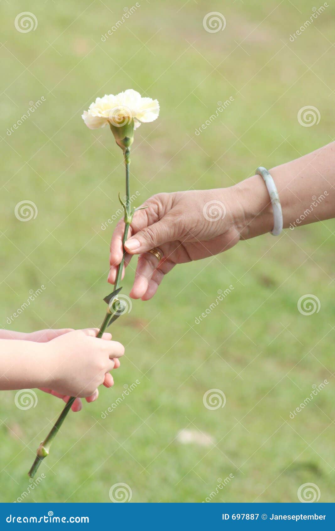 Hand of Mum & Girl Holding Flower Stock Image - Image of outing, girl ...