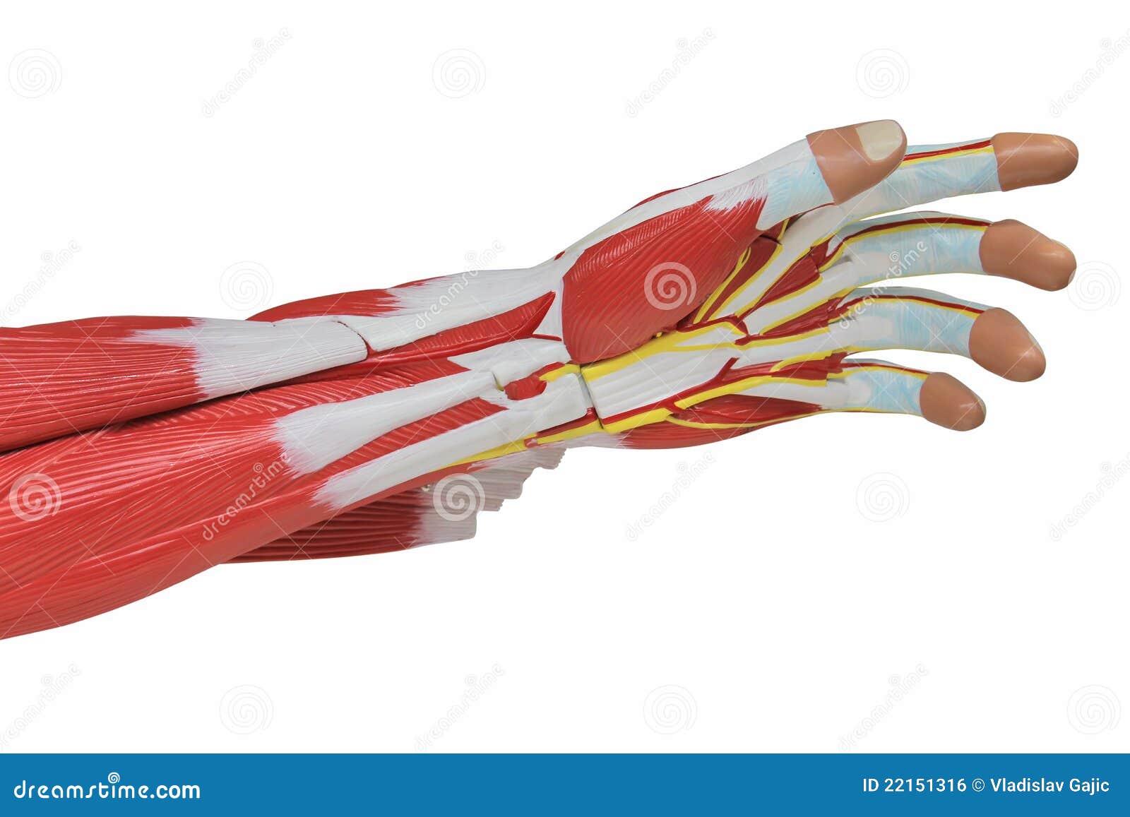 Hand muscle stock photo. Image of biology, medicine, muscle - 22151316