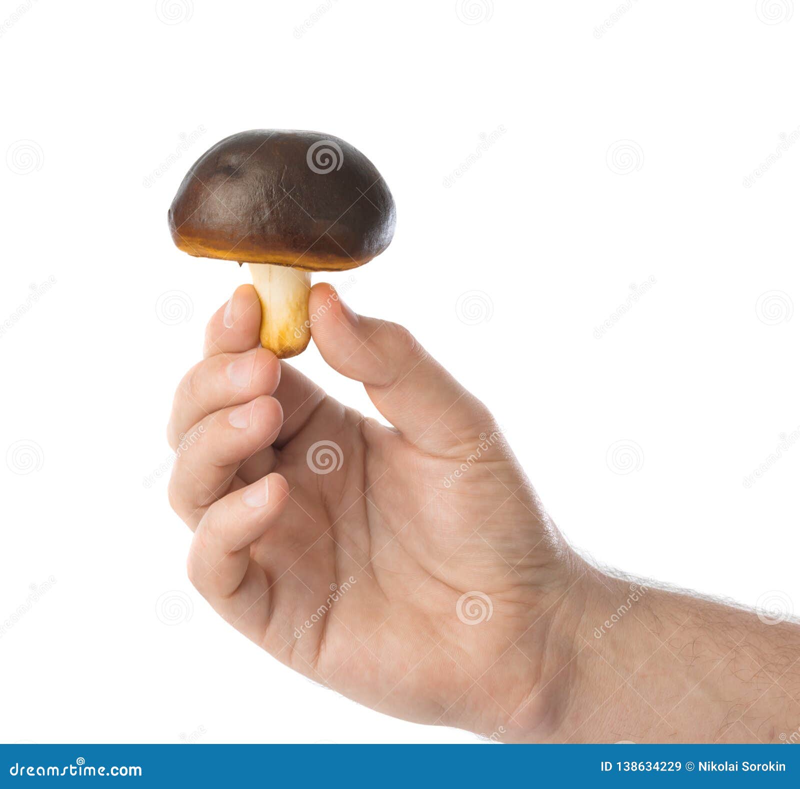 Hand with mushroom stock image. Image of mining, cook - 138634229