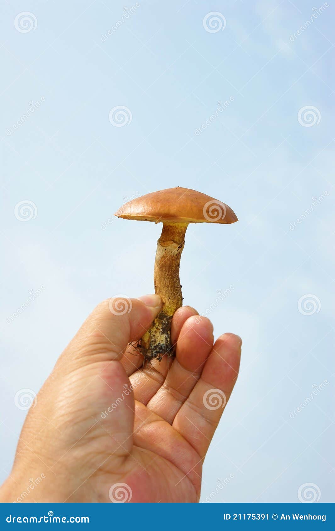 Hand and mushrooms stock image. Image of fungus, family - 21175391