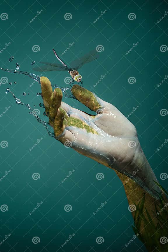 Hand of nature stock image. Image of creative, peace - 13918139