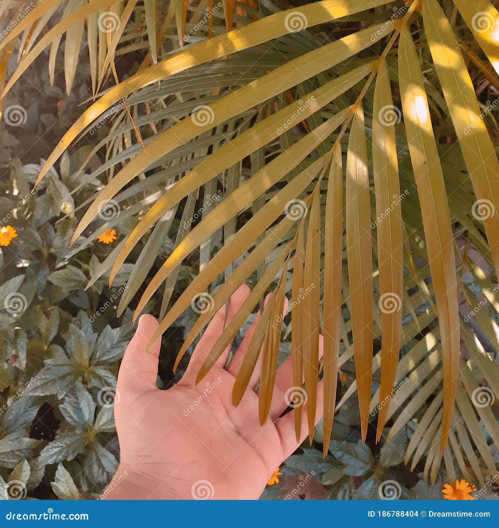 Hand with nature stock photo. Image of tree, invertebrate - 186788404