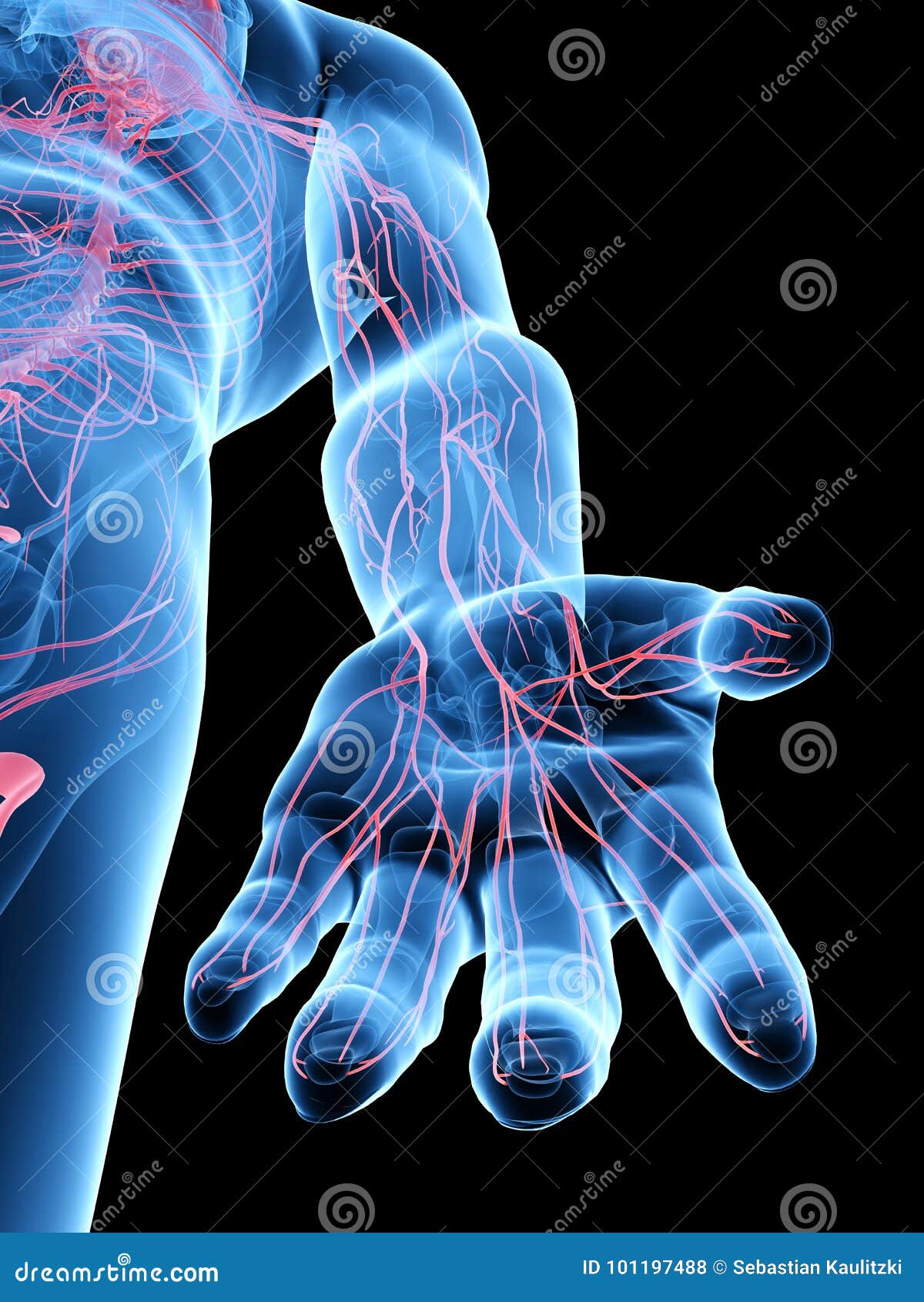 The hand nerves stock illustration. Illustration of artwork - 101197488