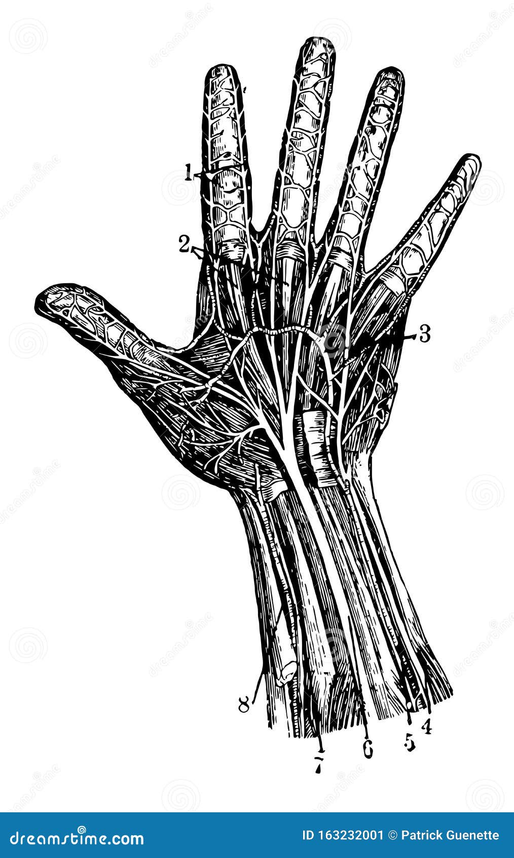Hand Nerves, Vintage Illustration Stock Vector - Illustration of ...