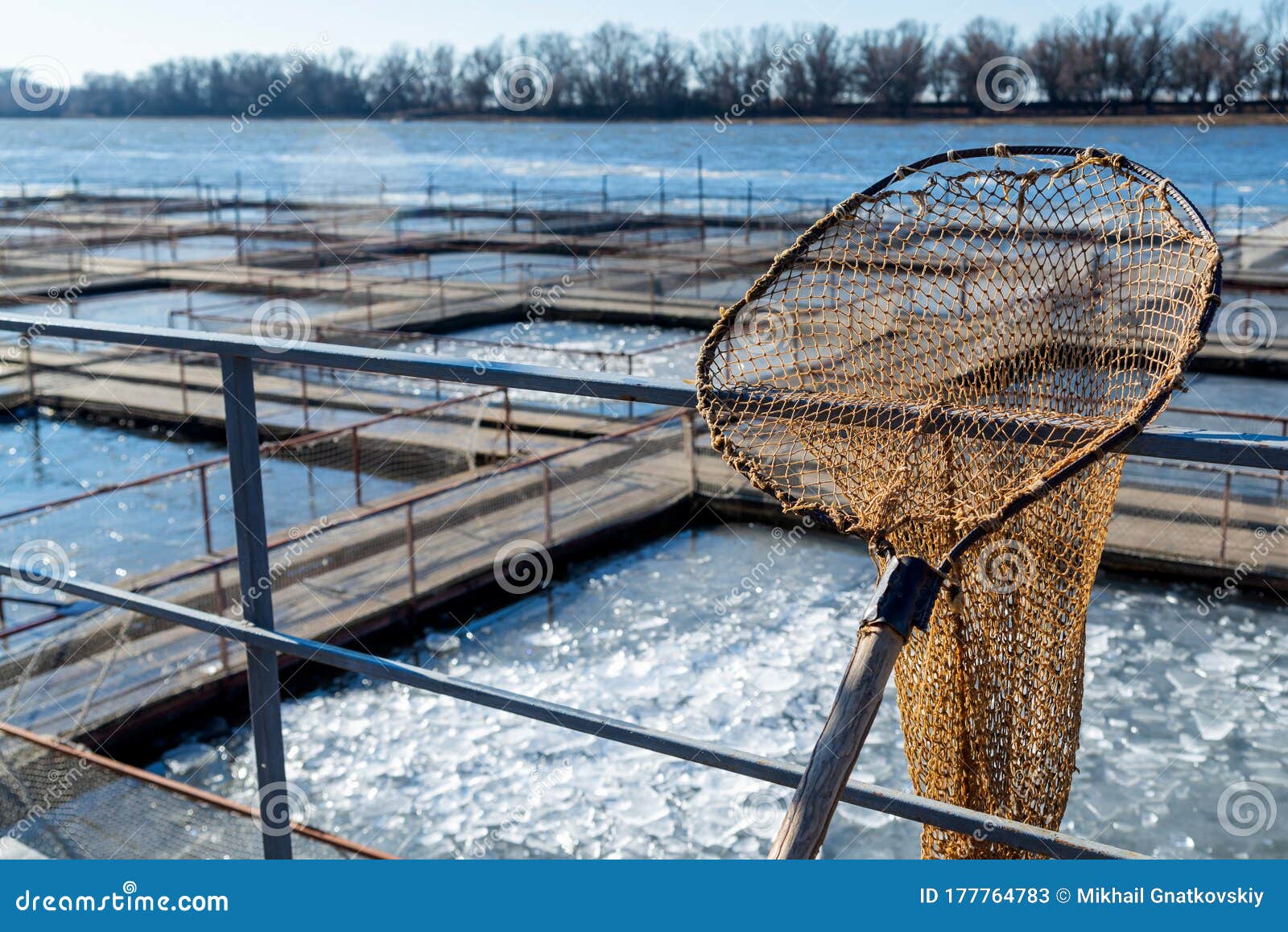 A Hand Net for Scooping Fish in Fish Farm Stock Image - Image of ...