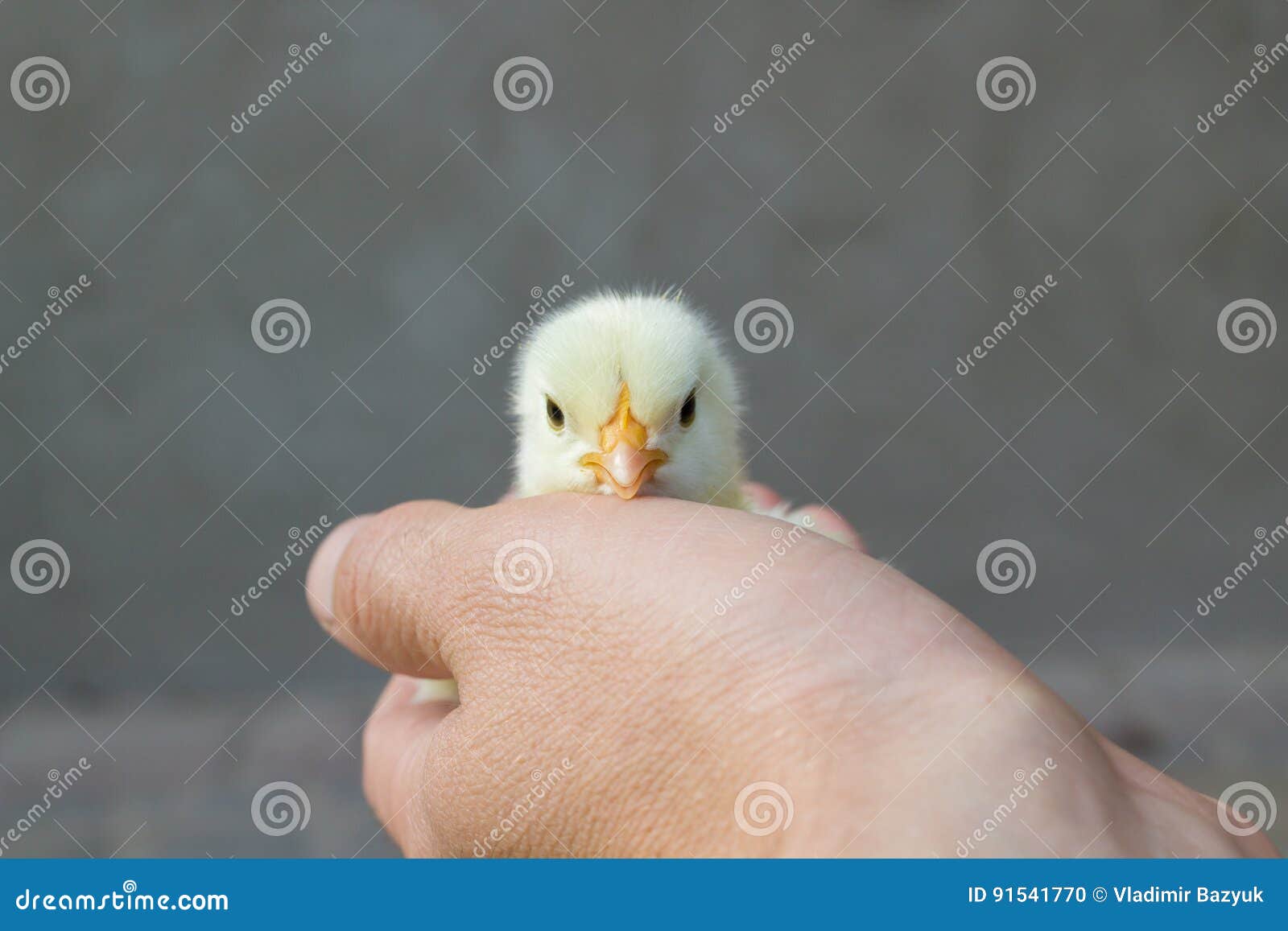 Hand newborn chick stock photo. Image of holding, small - 91541770