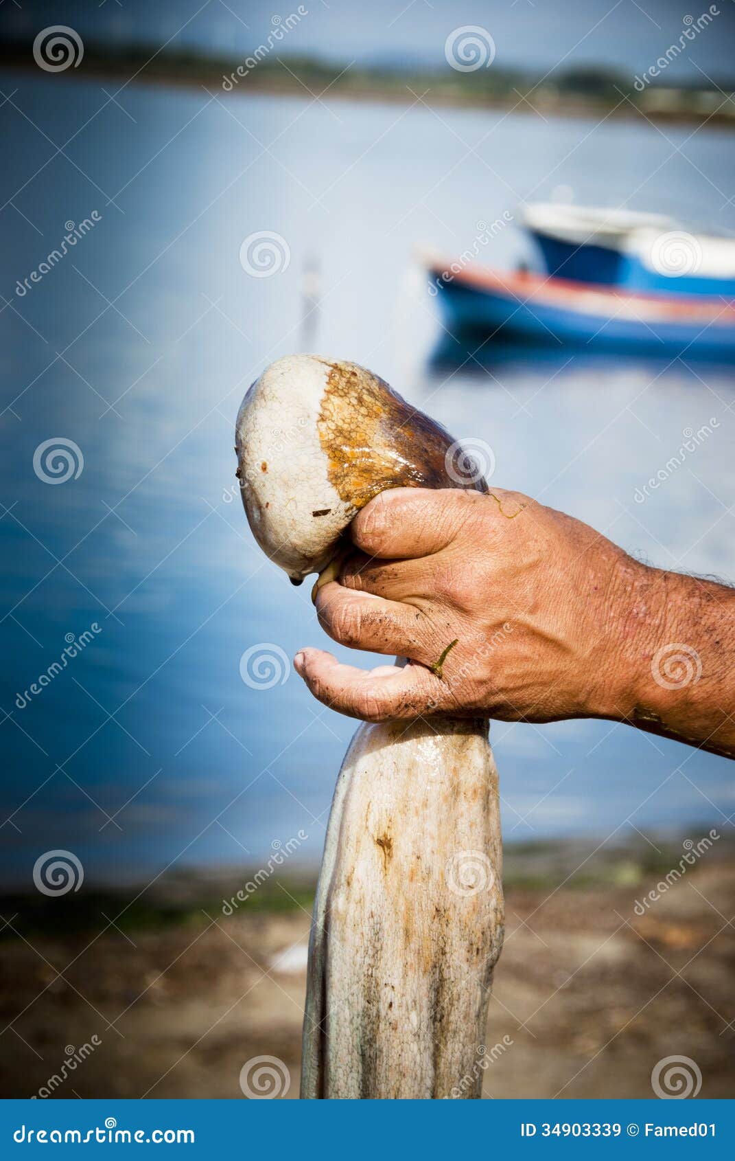 The hand and the octopus stock image. Image of life, seller - 34903339