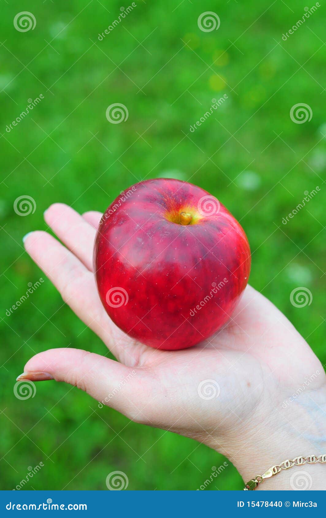 Hand offering an apple stock photo. Image of female, hand - 15478440