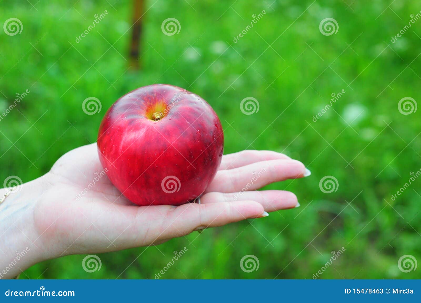 Hand offering an apple stock image. Image of presenting - 15478463