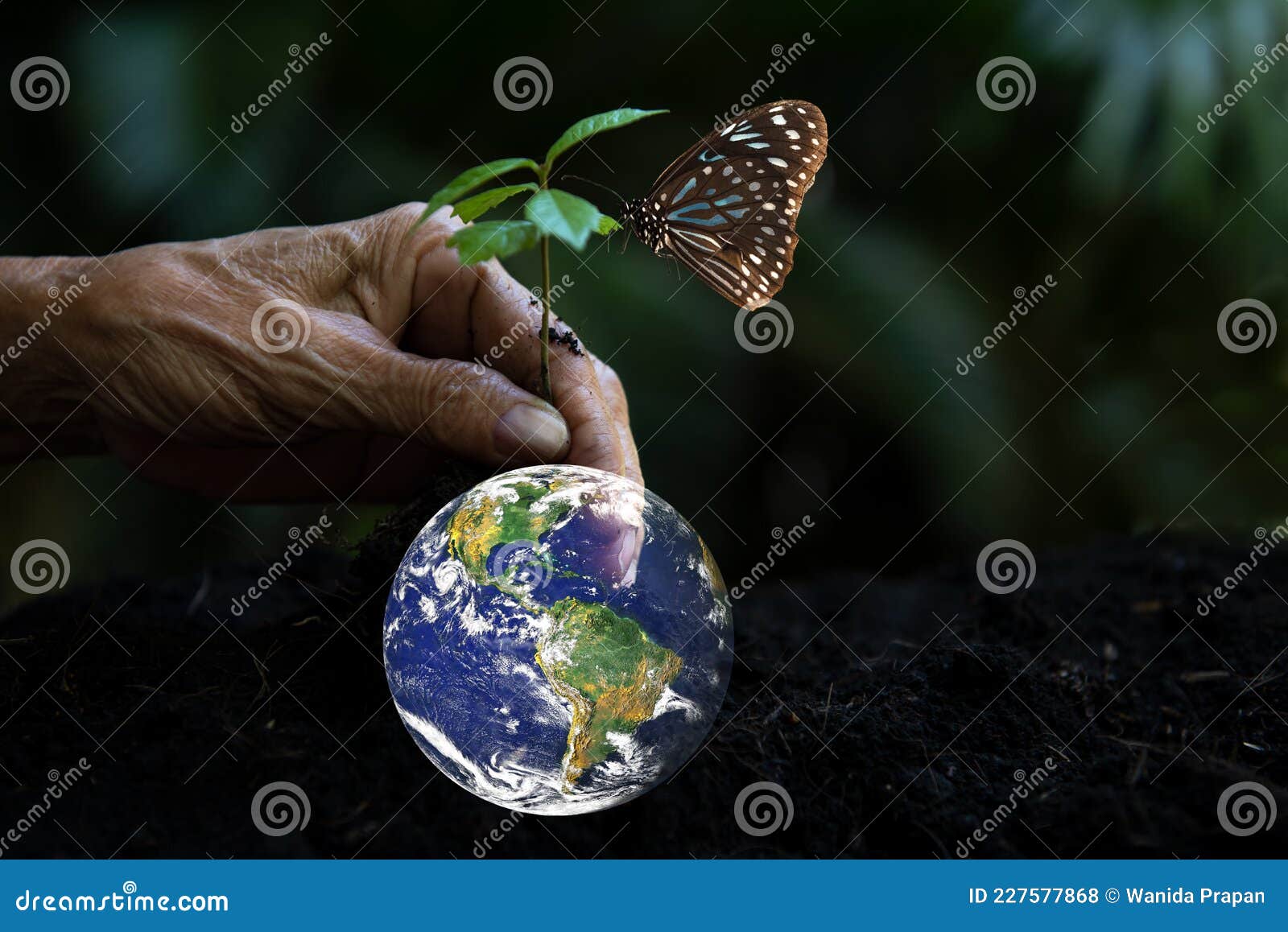 Hand Old Holding and Protecting, Sapling Plant Tree for Save Earth ...