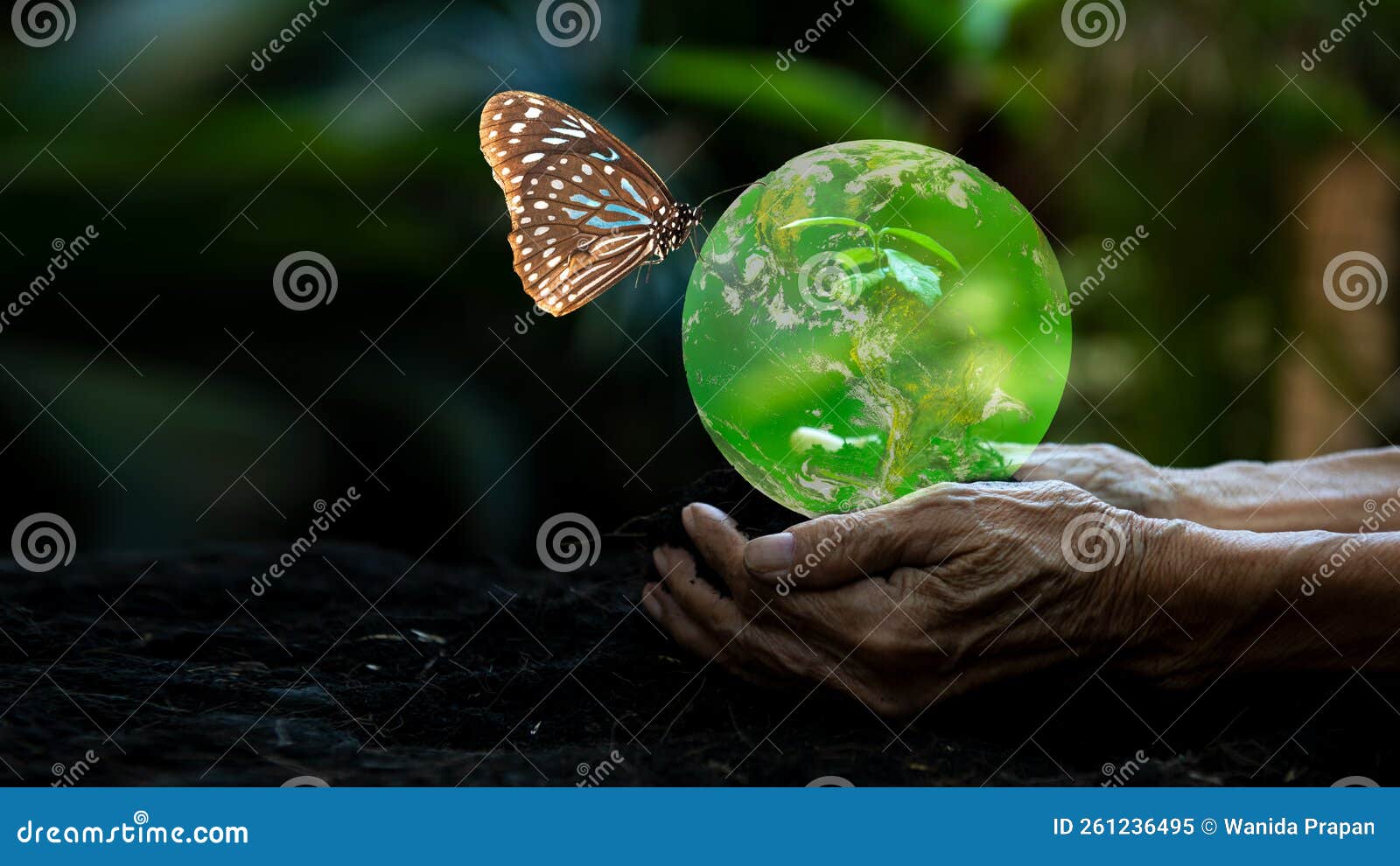 Hand Old Holding and Protecting, Sapling Plant Tree for Save Earth ...