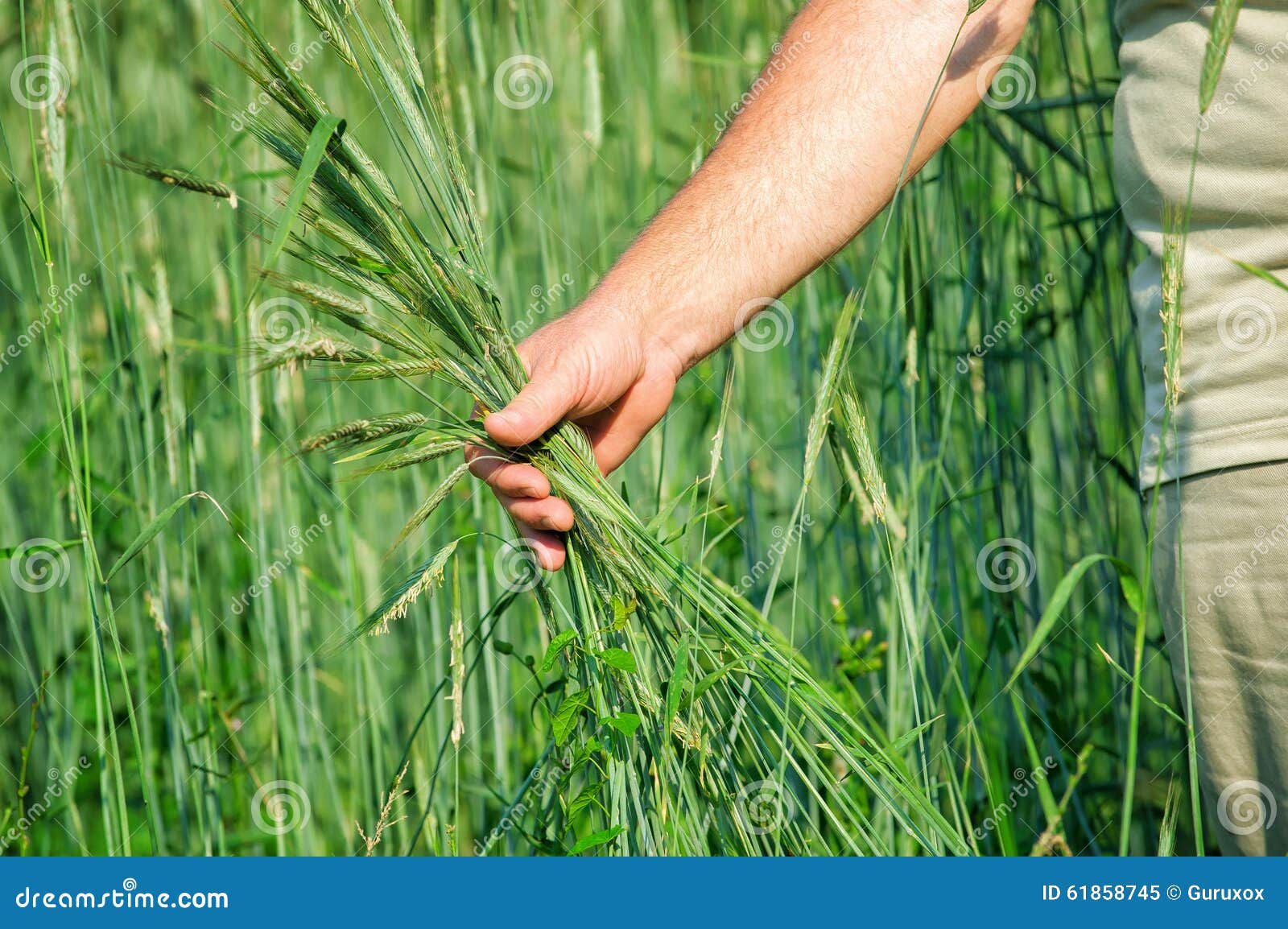 Hand of a Old Man in the Field Stock Image - Image of golden, landscape ...