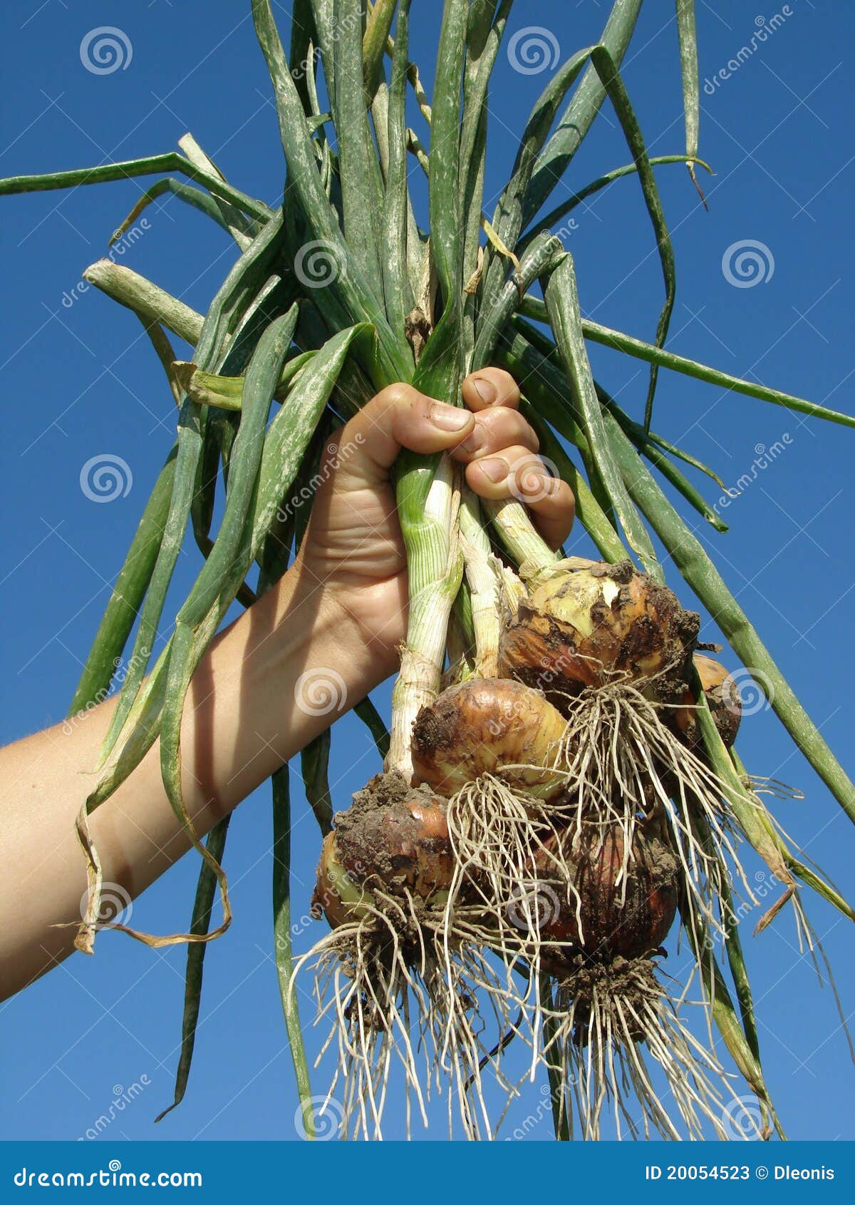 Hand with onions stock image. Image of crop, garden, onion - 20054523