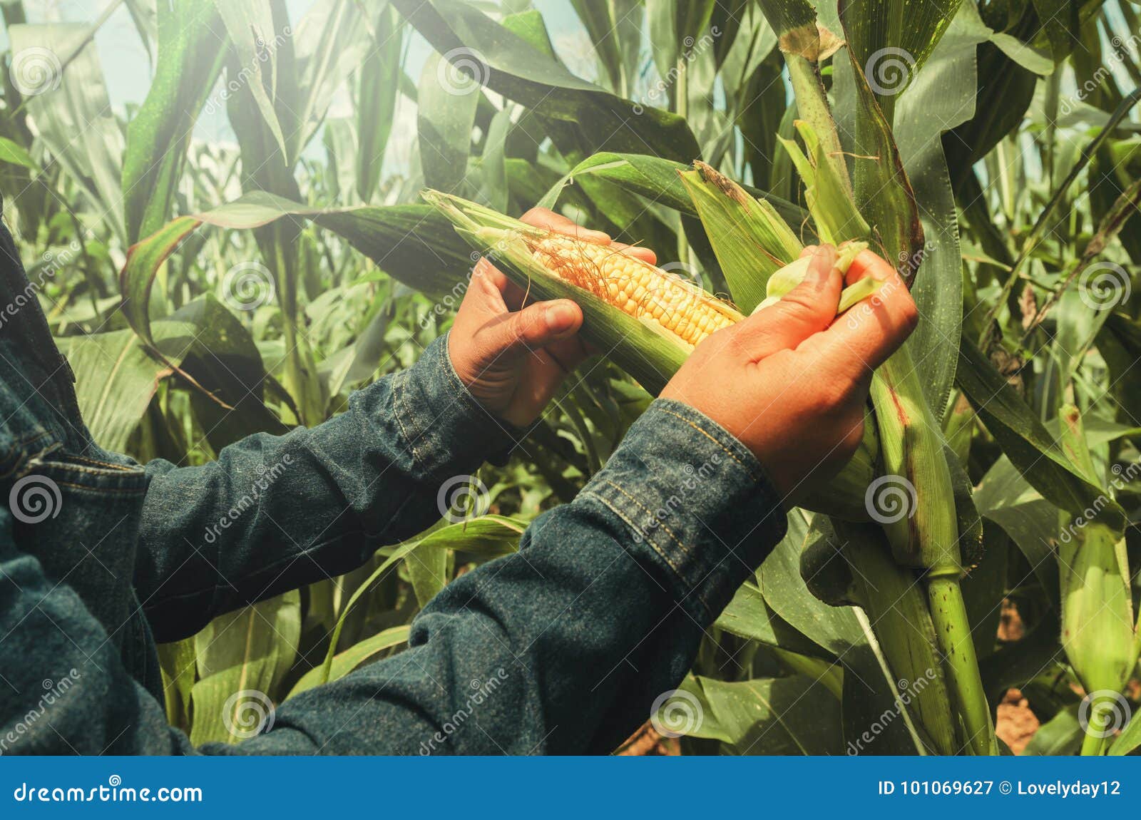 Hand opening corn on stalk stock image. Image of fresh - 101069627
