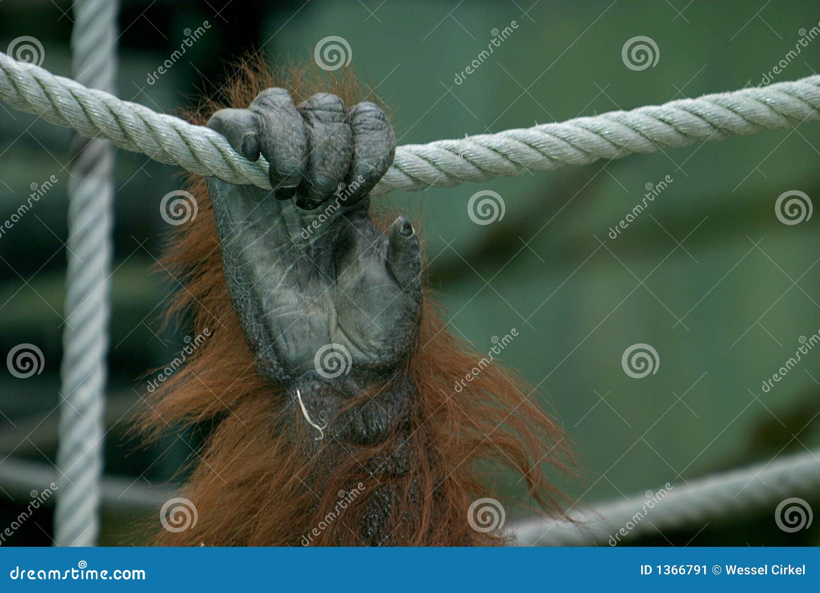 Hand of Orang-utan stock image. Image of indonesia, descending - 1366791