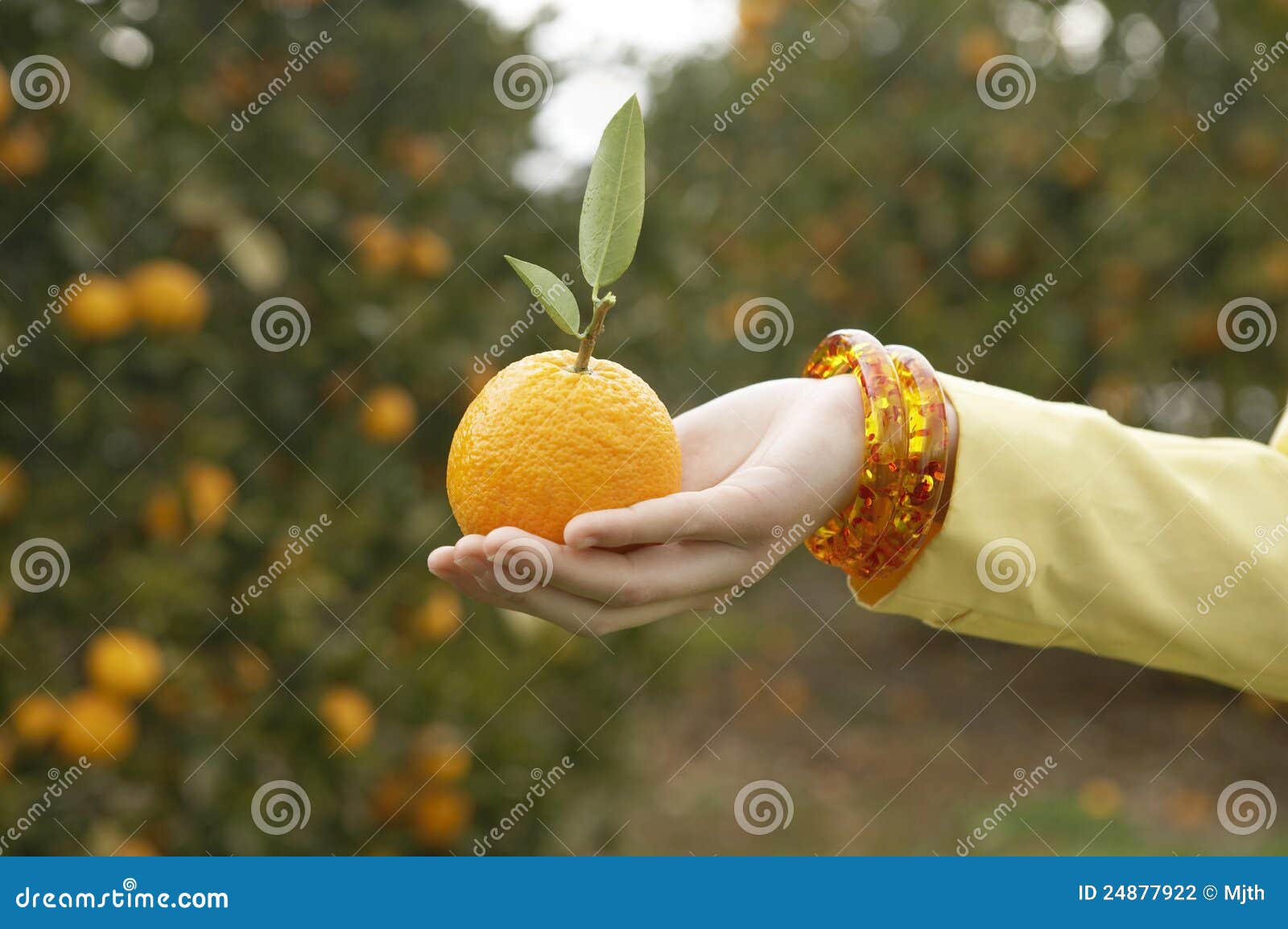Hand with Orange stock photo. Image of hands, nourishment - 24877922