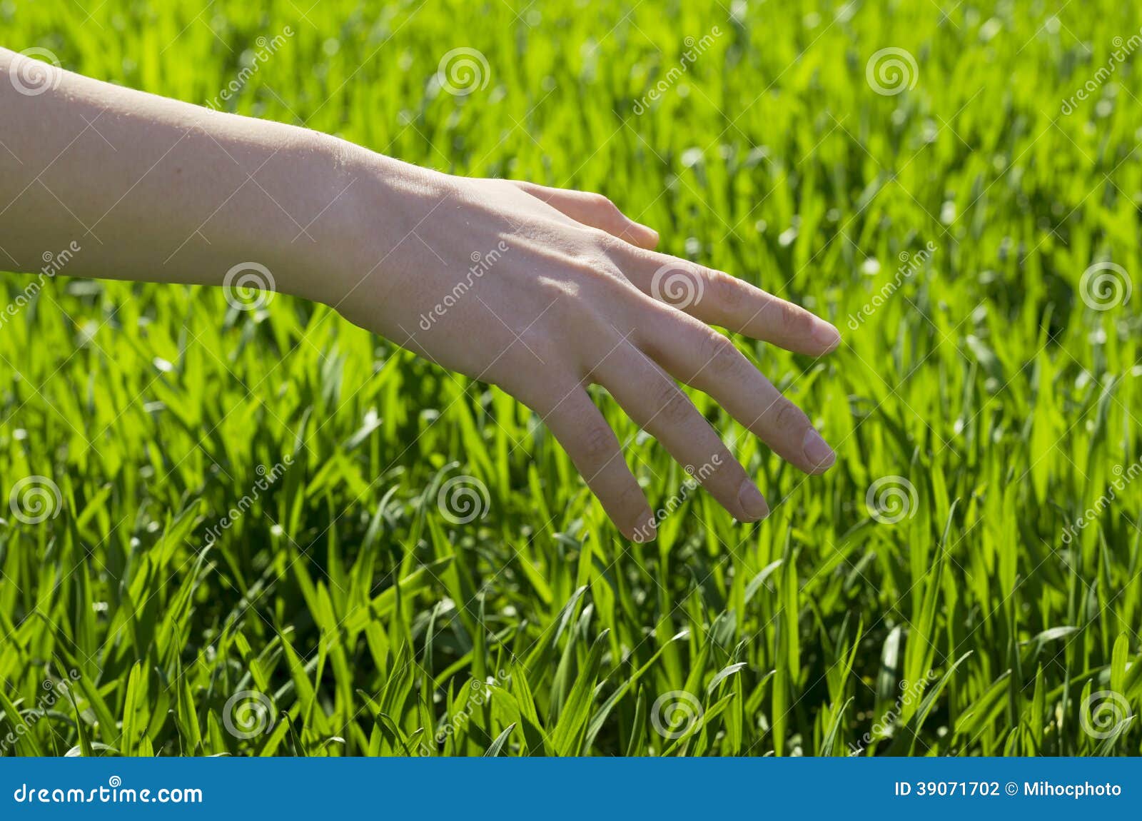 Hand over grass field stock photo. Image of beautiful - 39071702