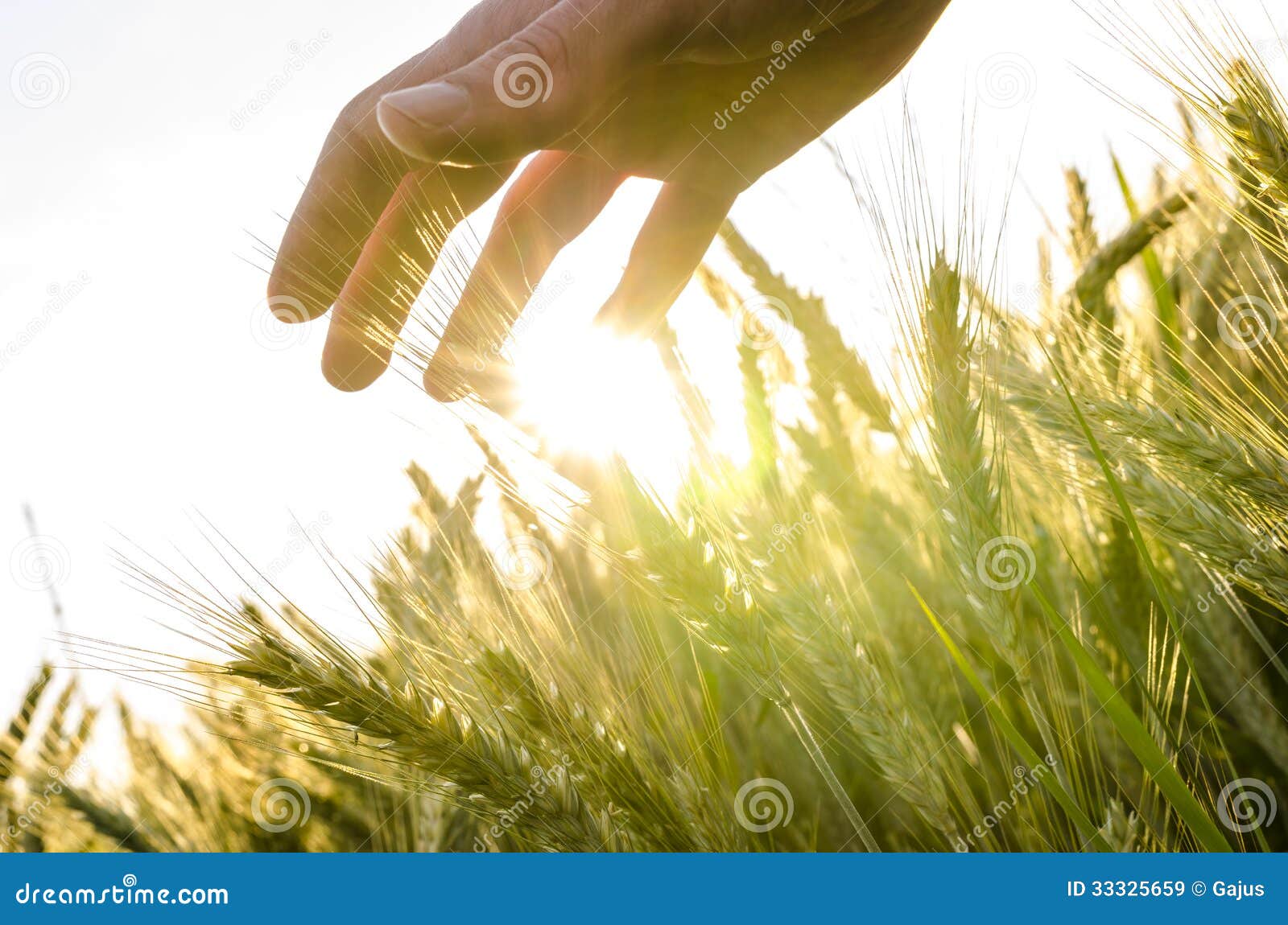 Hand over wheat field stock image. Image of grain, caring - 33325659
