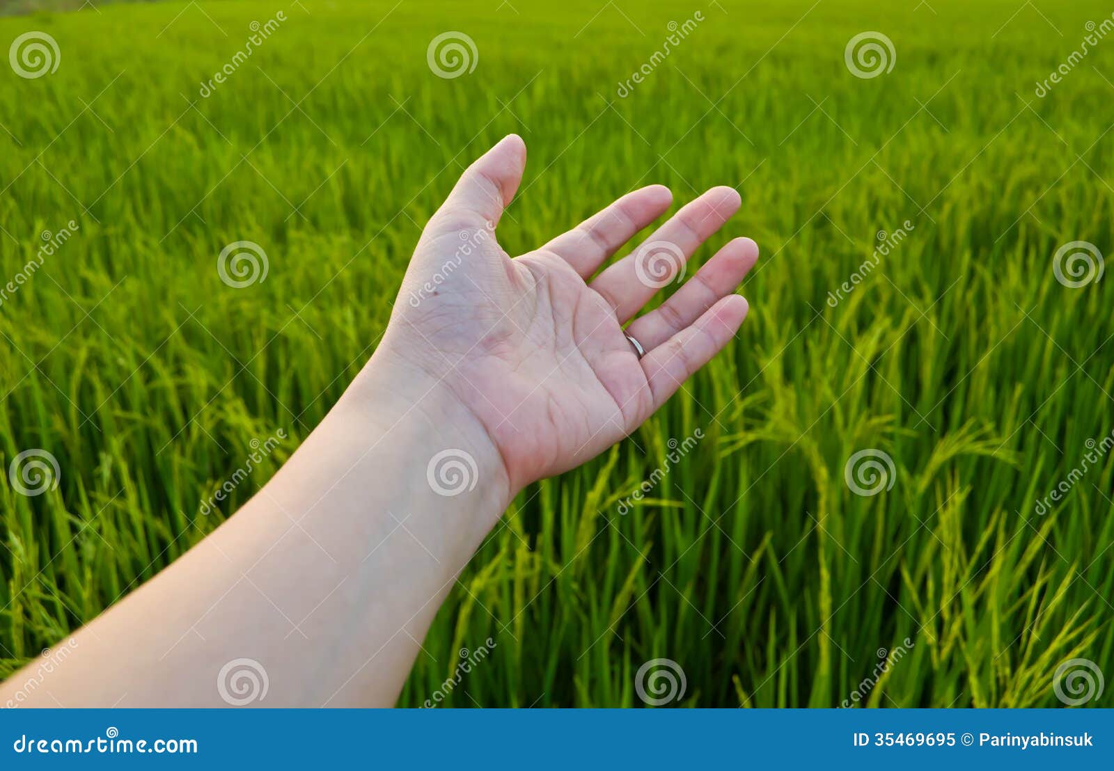 Hand on paddy field stock image. Image of nature, plant - 35469695