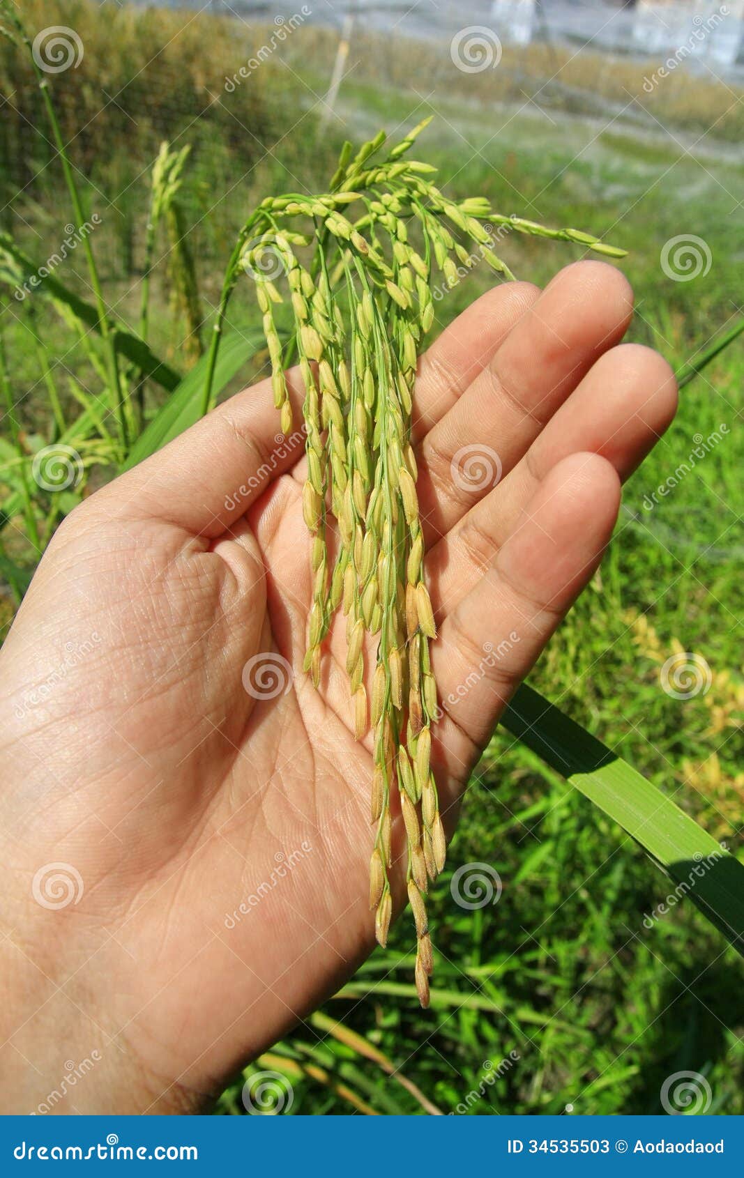 Hand and paddy stock image. Image of green, fake, farmer - 34535503