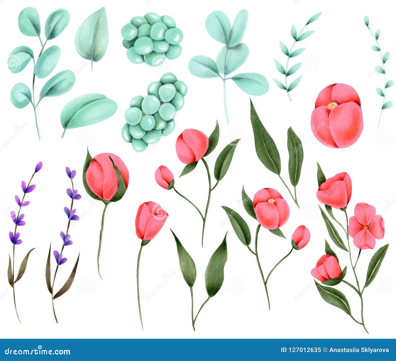 Hand Painted Floral Elements Collection Isolated on a White Background ...