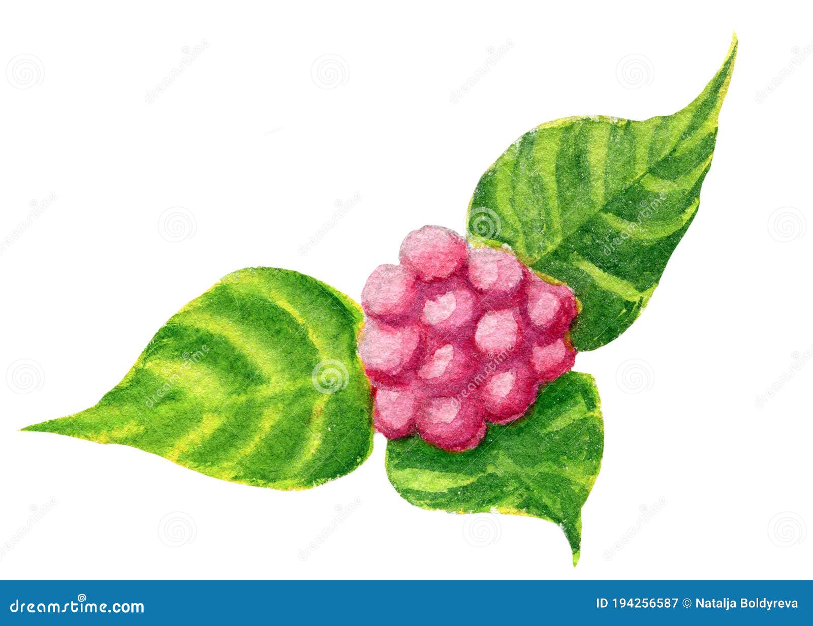 Hand Painted Raspberry Berry with Three Green Leaves Isolated Stock ...