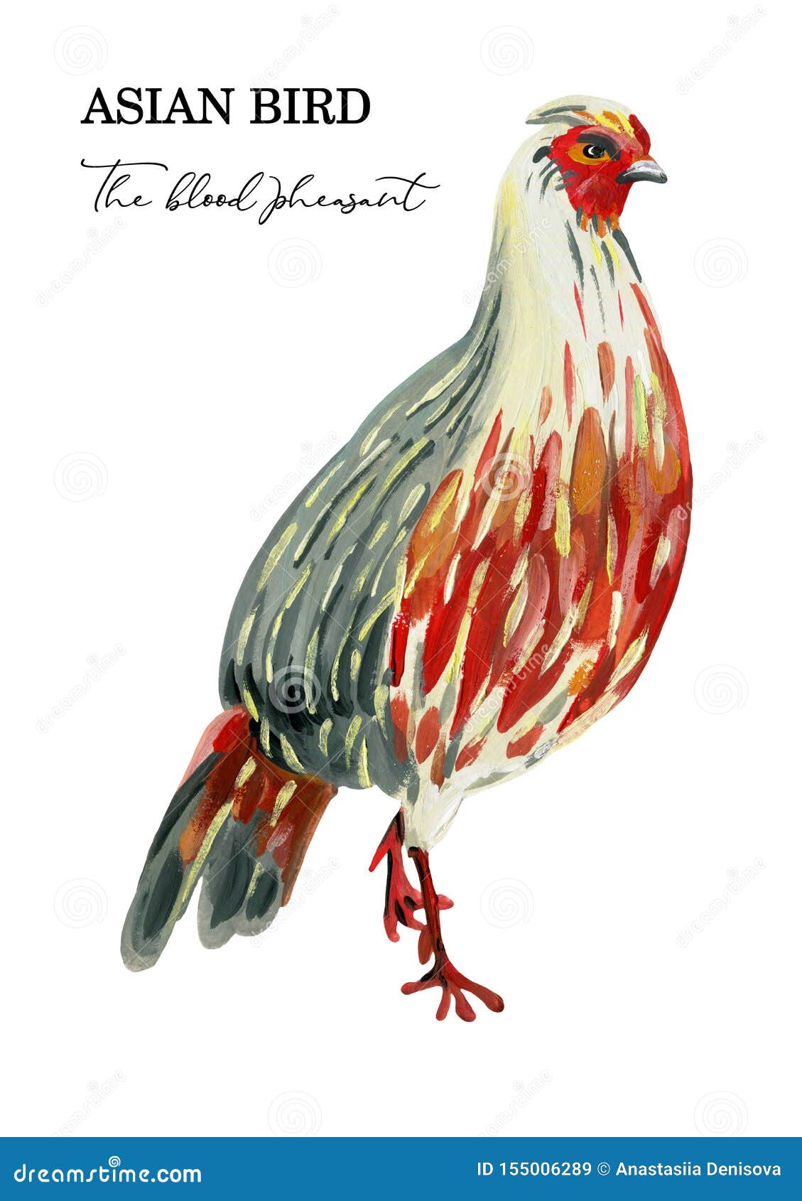 Hand-painted Red Pheasant on a White Background Stock Illustration ...