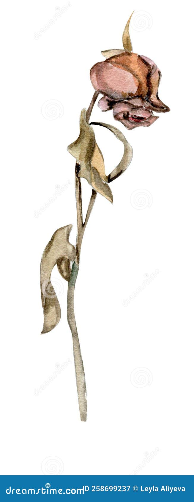 Rose Withering Stock Illustrations – 37 Rose Withering Stock ...