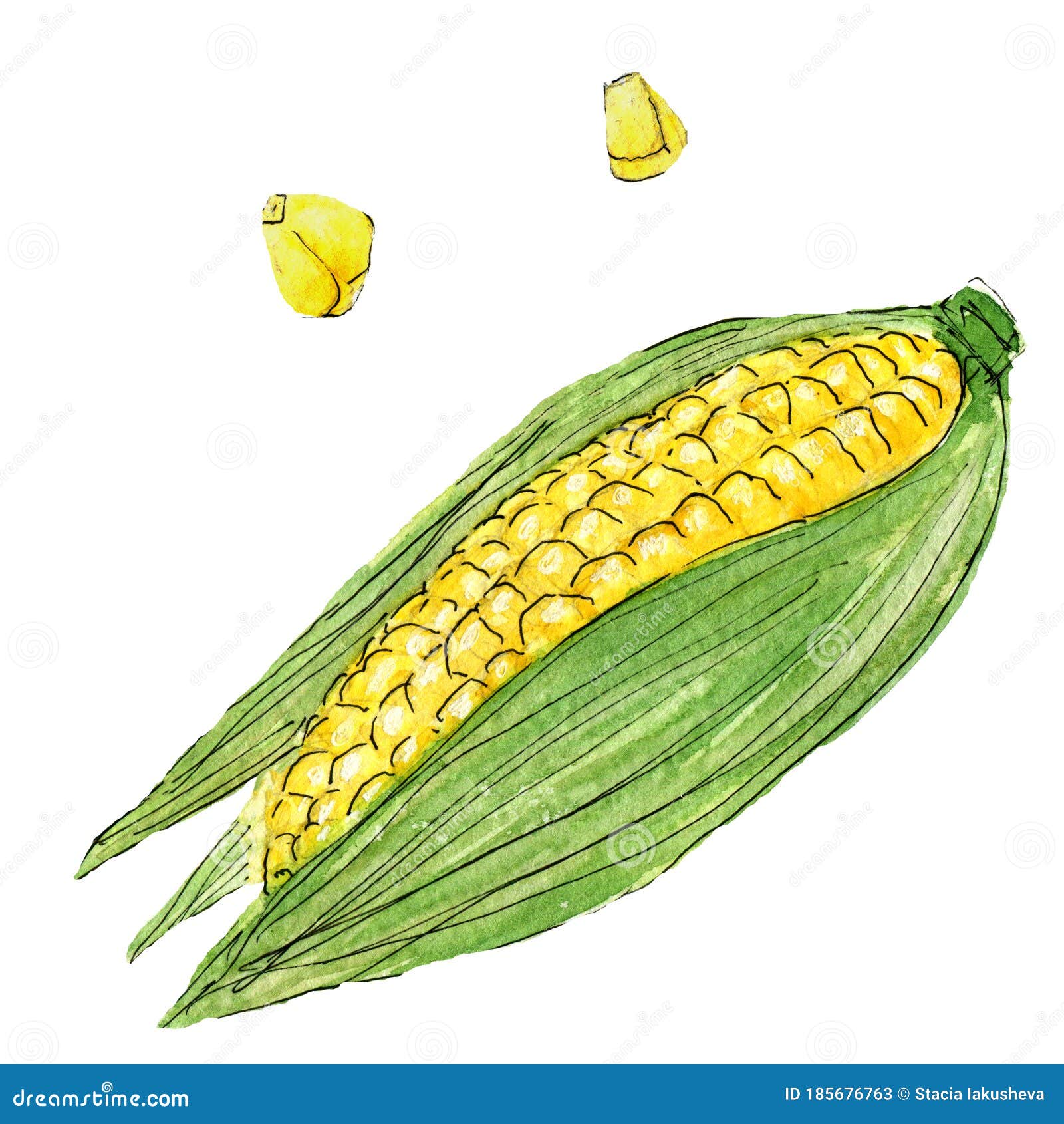 Hand Painted Watercolor Corn Stock Image - Image of colorful, healthy ...