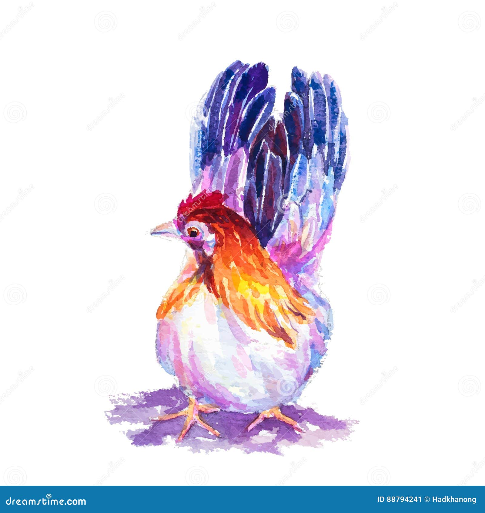 Hand Painted Watercolor of Bantam on White Stock Vector - Illustration ...