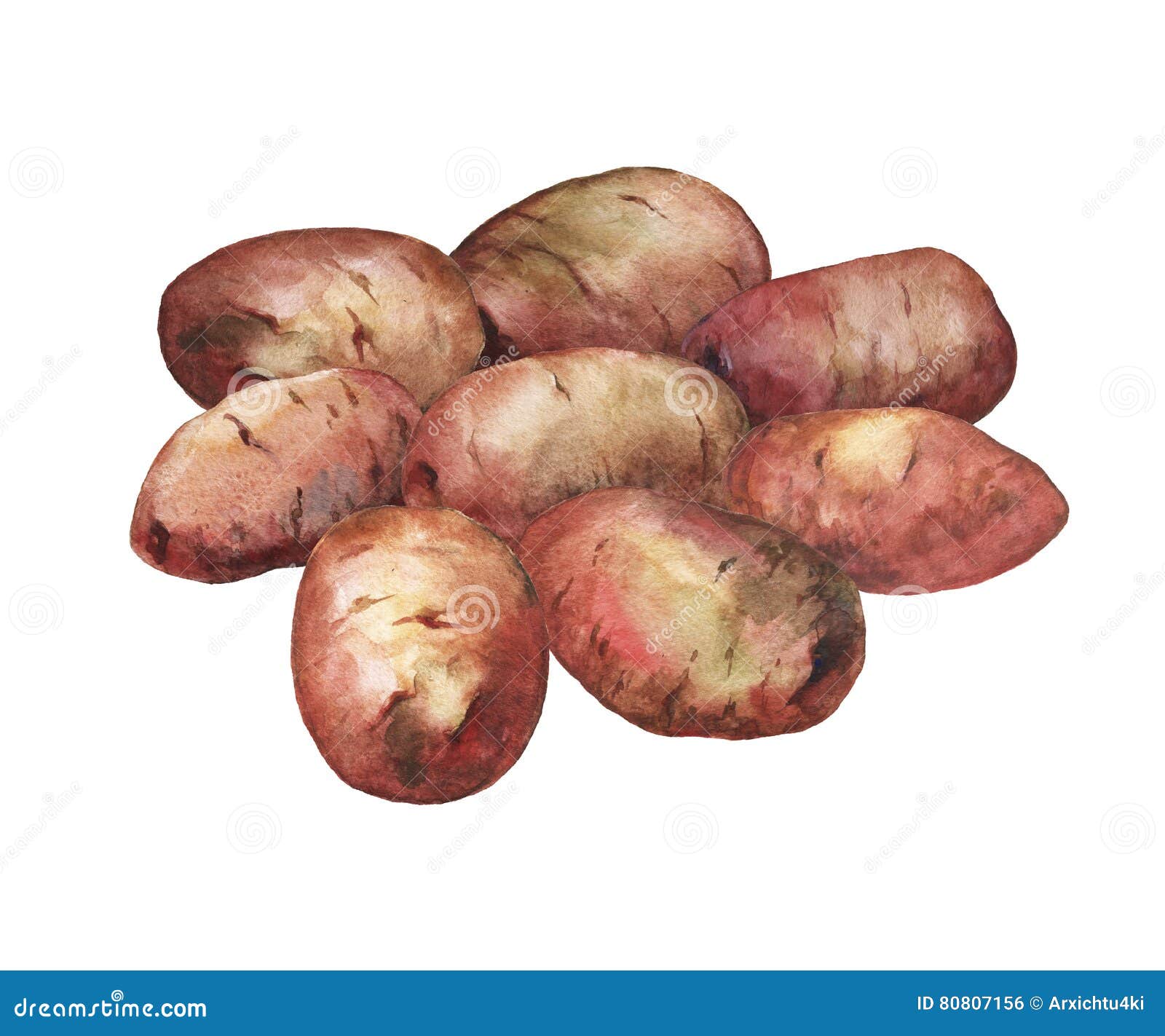 Hand Painted Watercolor Illustration of Potatoes Stock Illustration ...