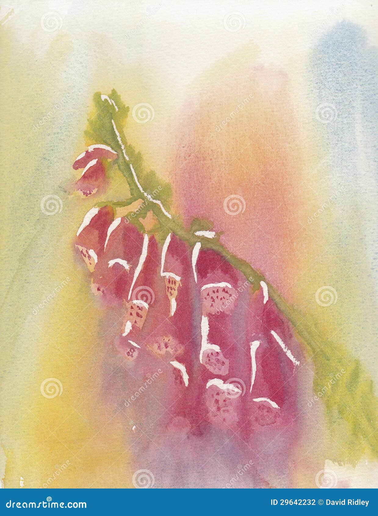 Hand Painted Watercolor of a Pink Foxglove Stock Illustration ...