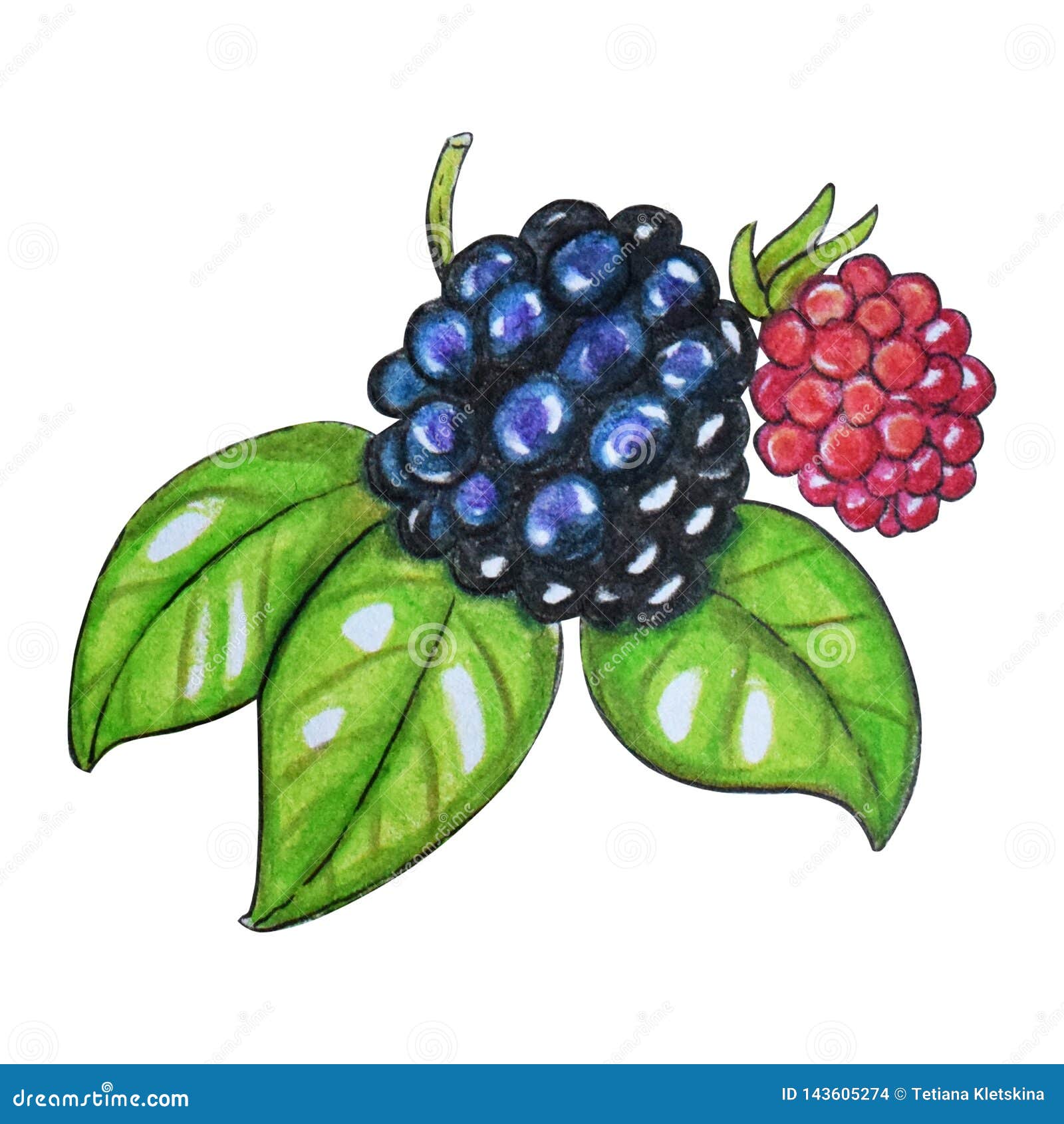 Hand Painted Watercolor Set of Berries Stock Illustration ... Hand Painted Watercolor Set of Berries Stock Illustration ...