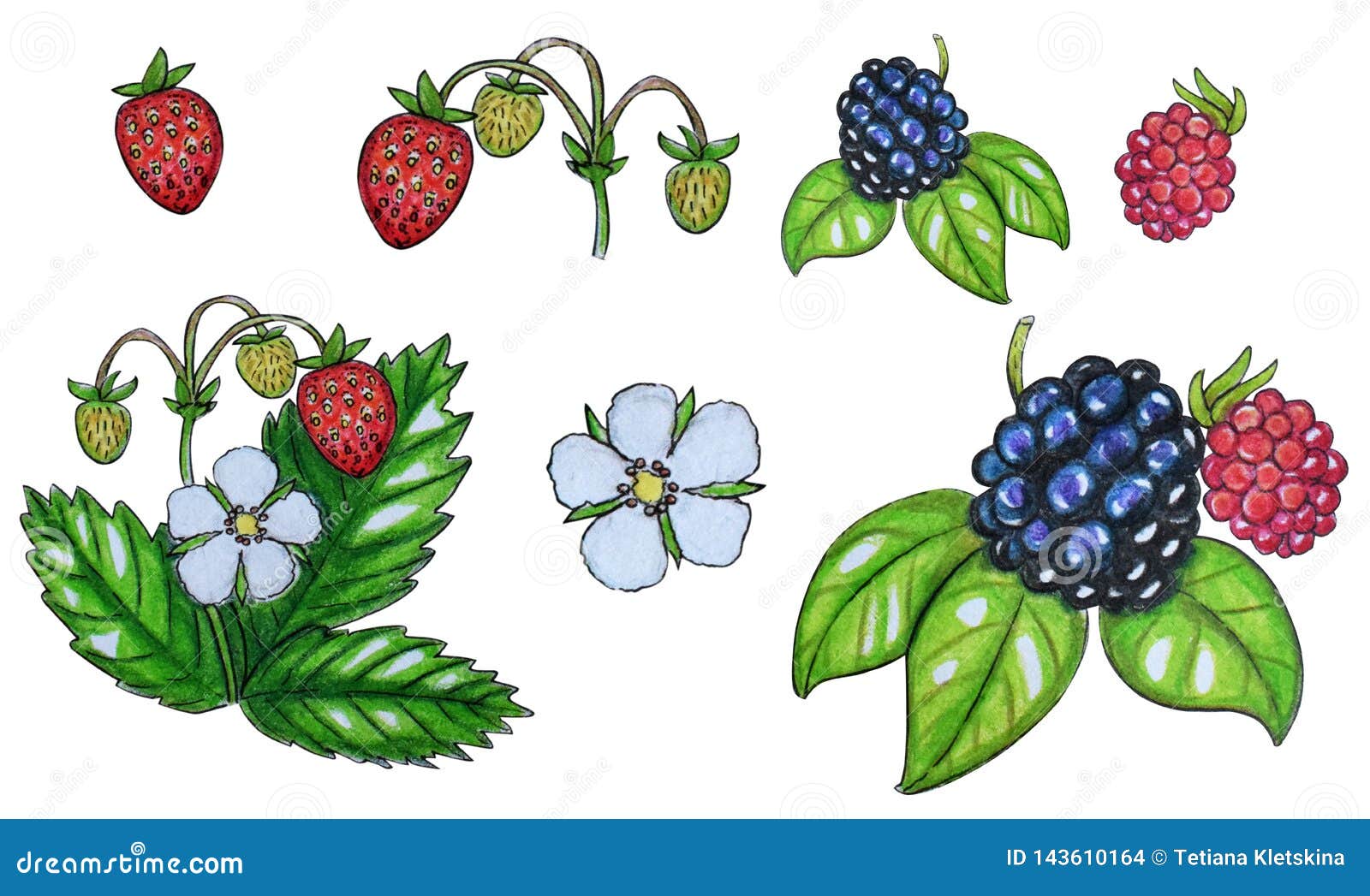 Hand Painted Watercolor Set of Berries Stock Illustration ... Hand Painted Watercolor Set of Berries Stock Illustration ...