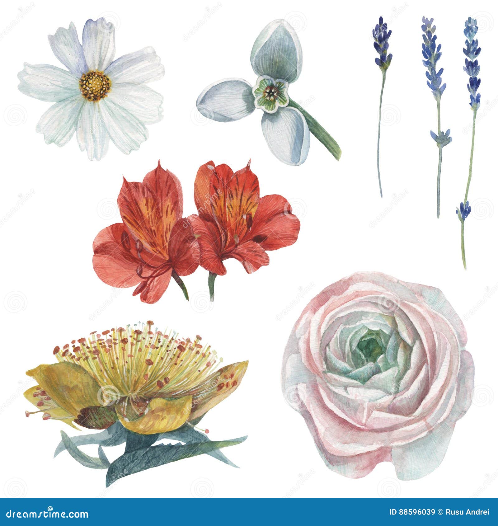 Hand Painted Watercolor Set of Flowers, Isolated on White Background ...