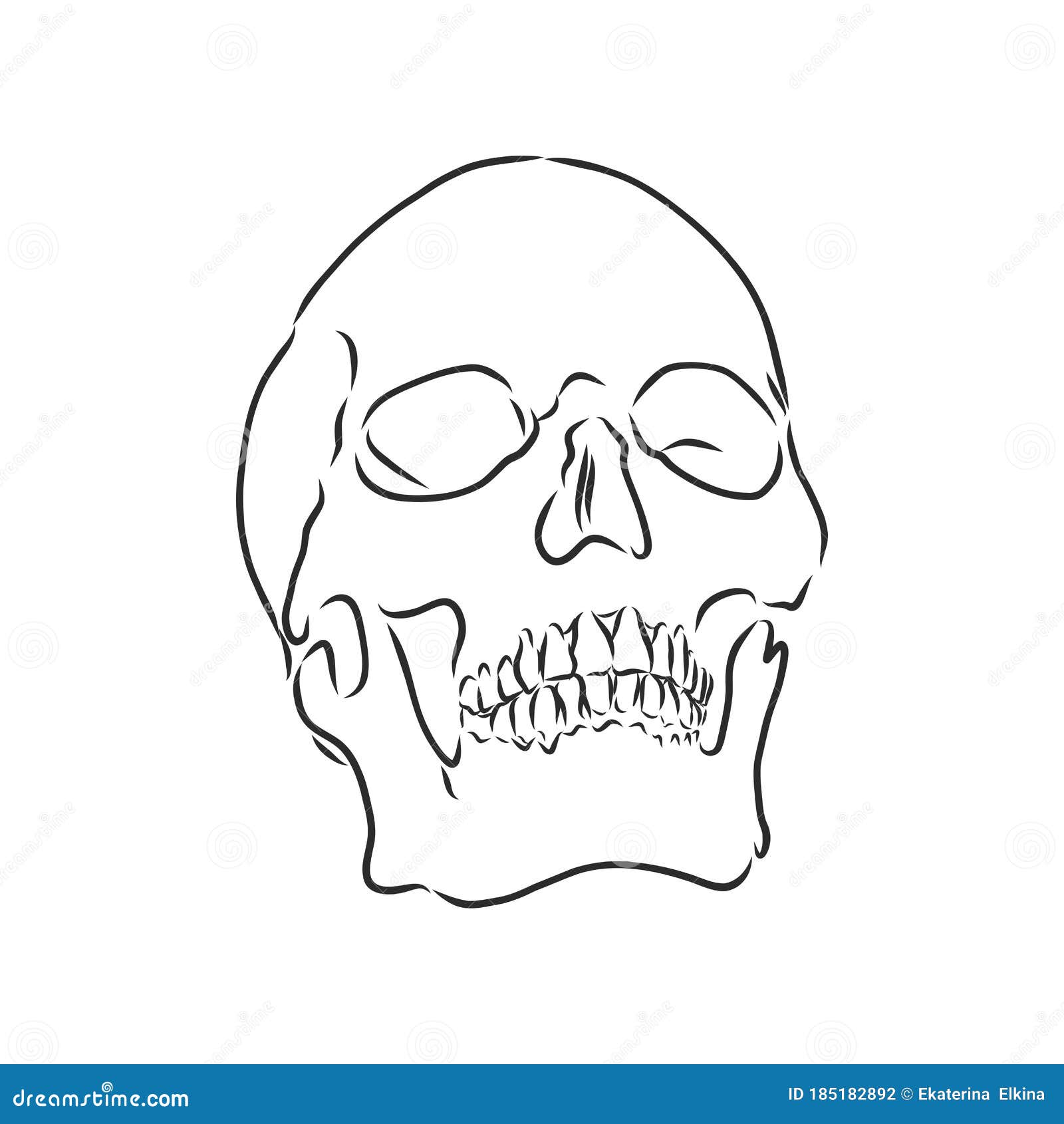 Hand Painting of Human Skull. Human Skull, Vector Sketch Illustration ...