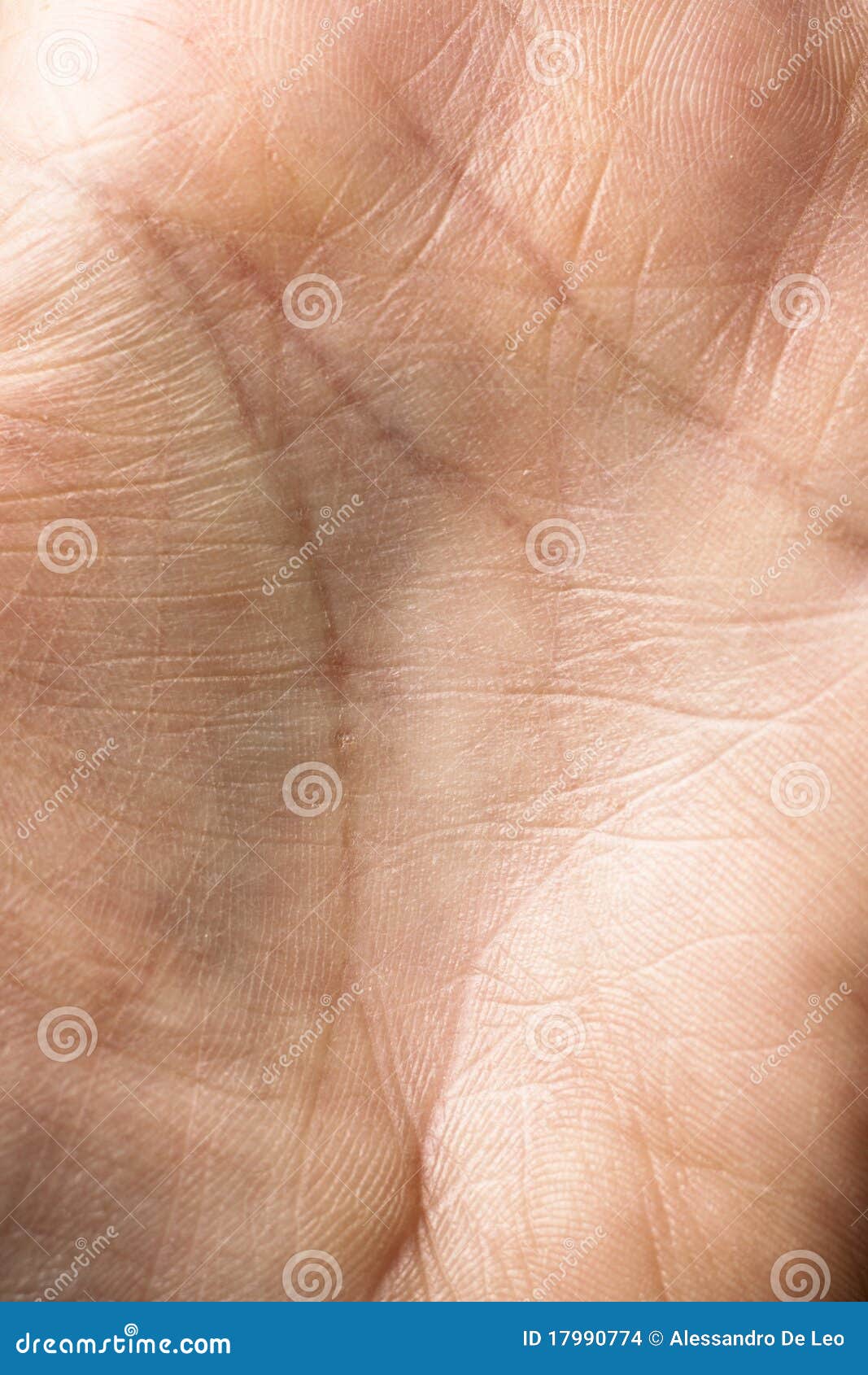 Hand, Palm Detail stock photo. Image of caucasian, palm - 17990774