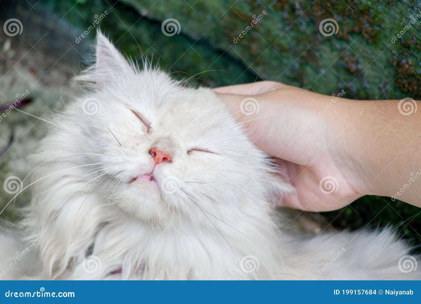 Hand patting on cat head stock photo. Image of portrait - 199157684